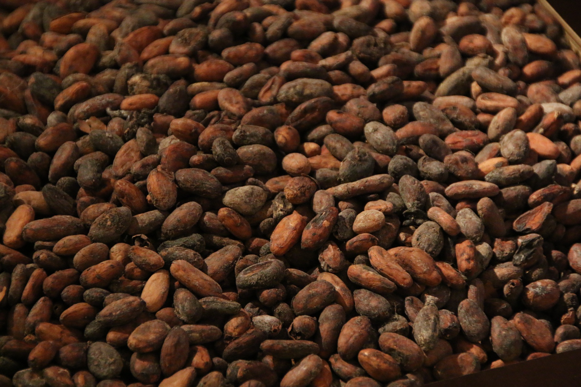 Cocoa Bean Roast free image download