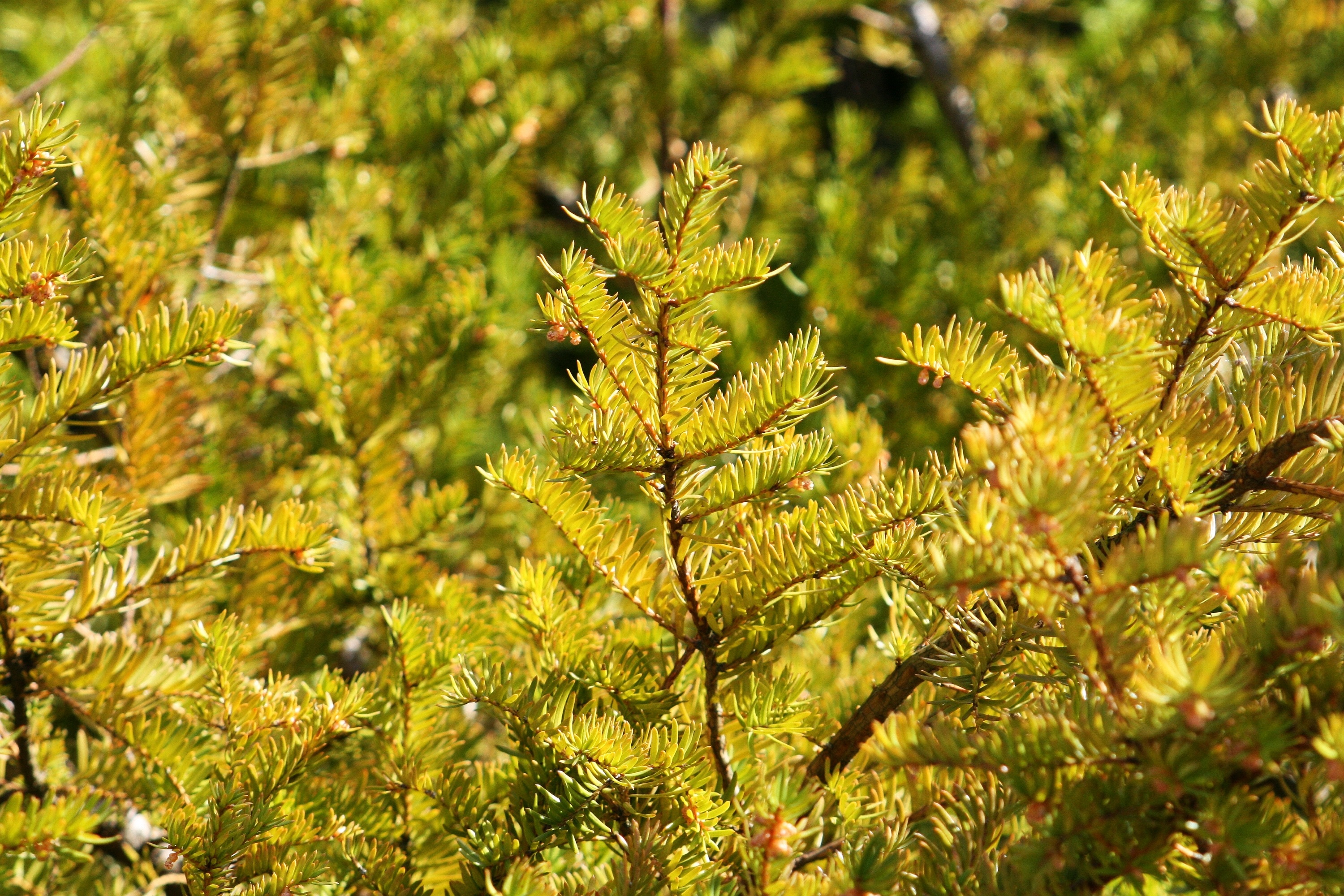 Pine Bush macro free image download