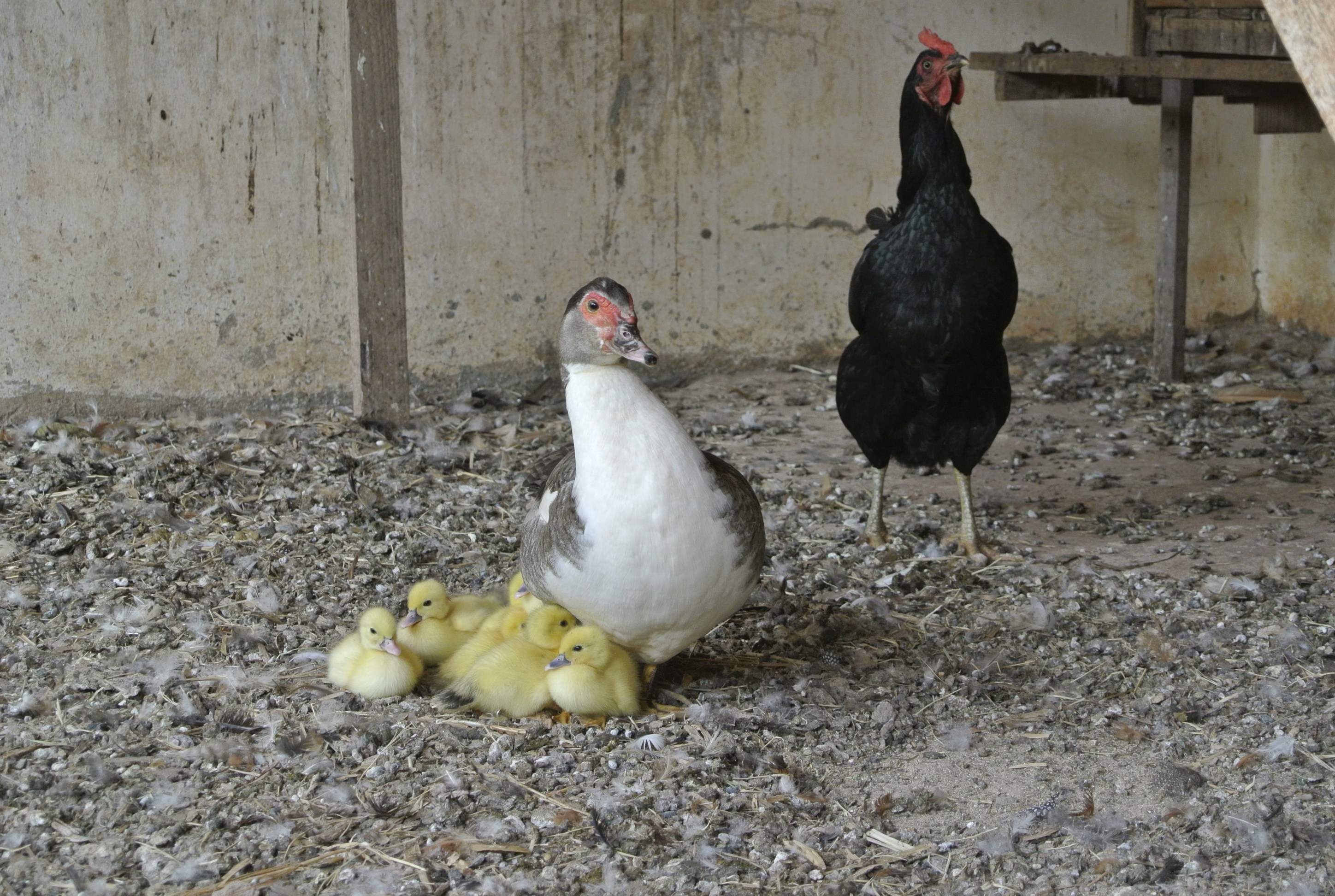 Duck Paw free image download