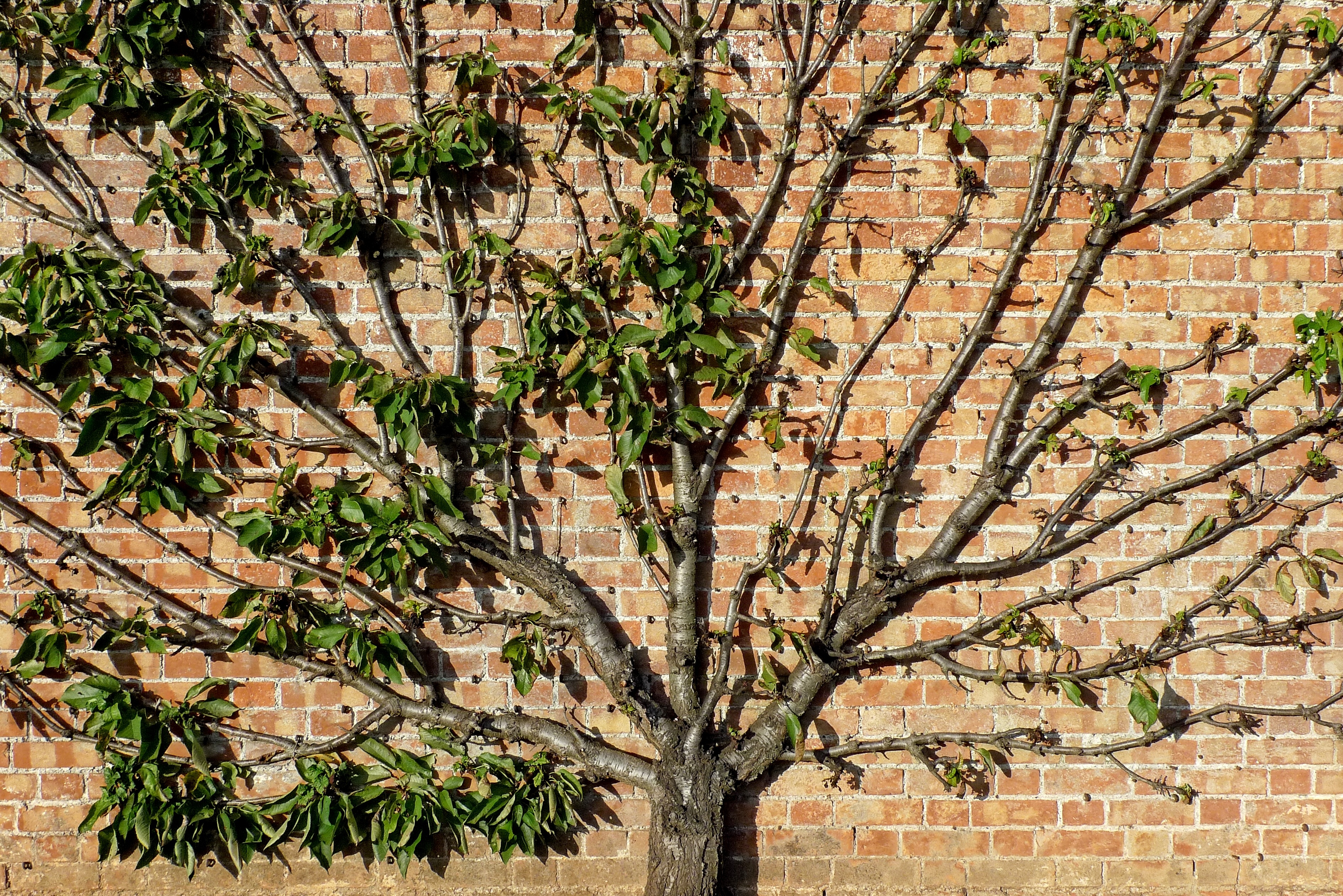 Tree Trained Fan free image download