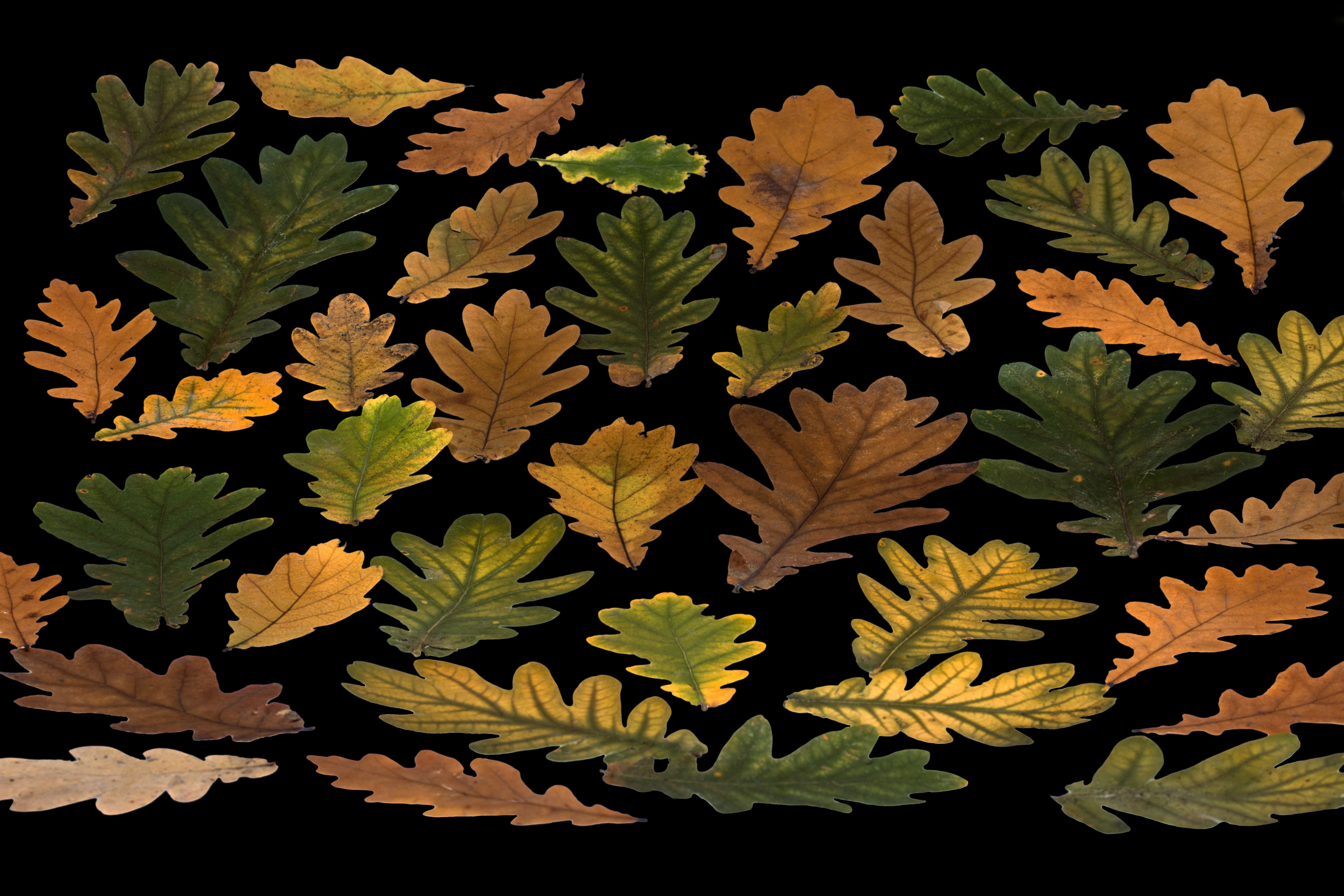 Leaves True Maple Autumn free image download
