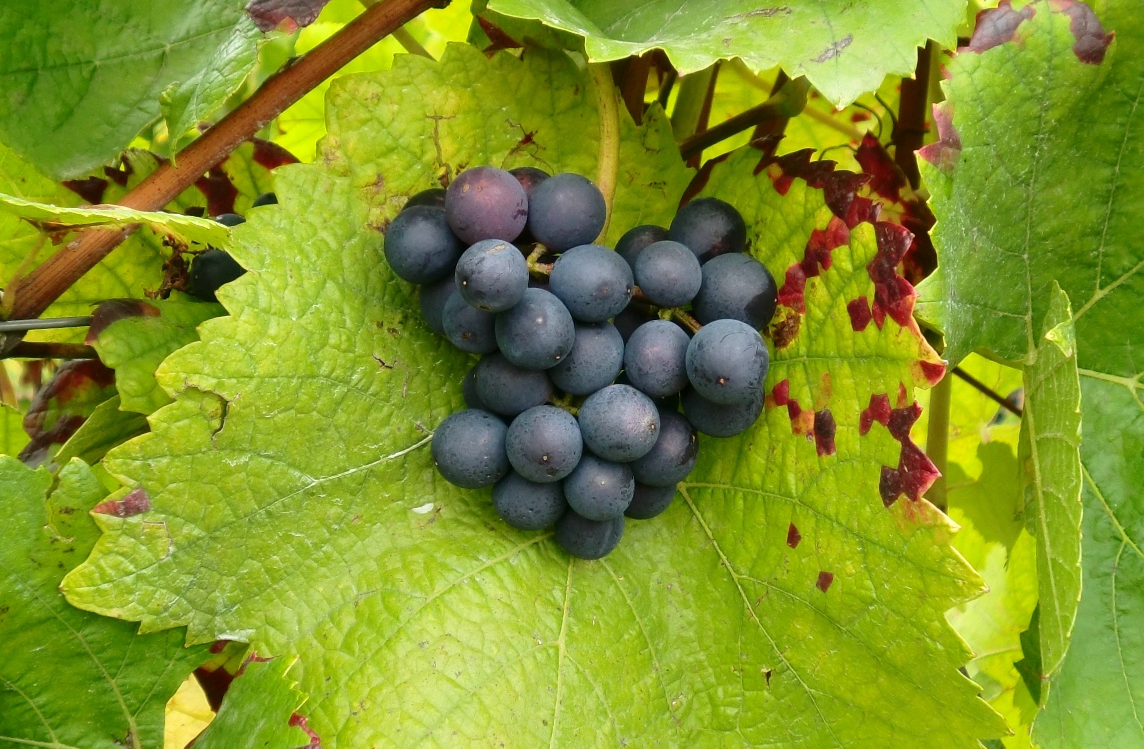 Grapes Vines free image download