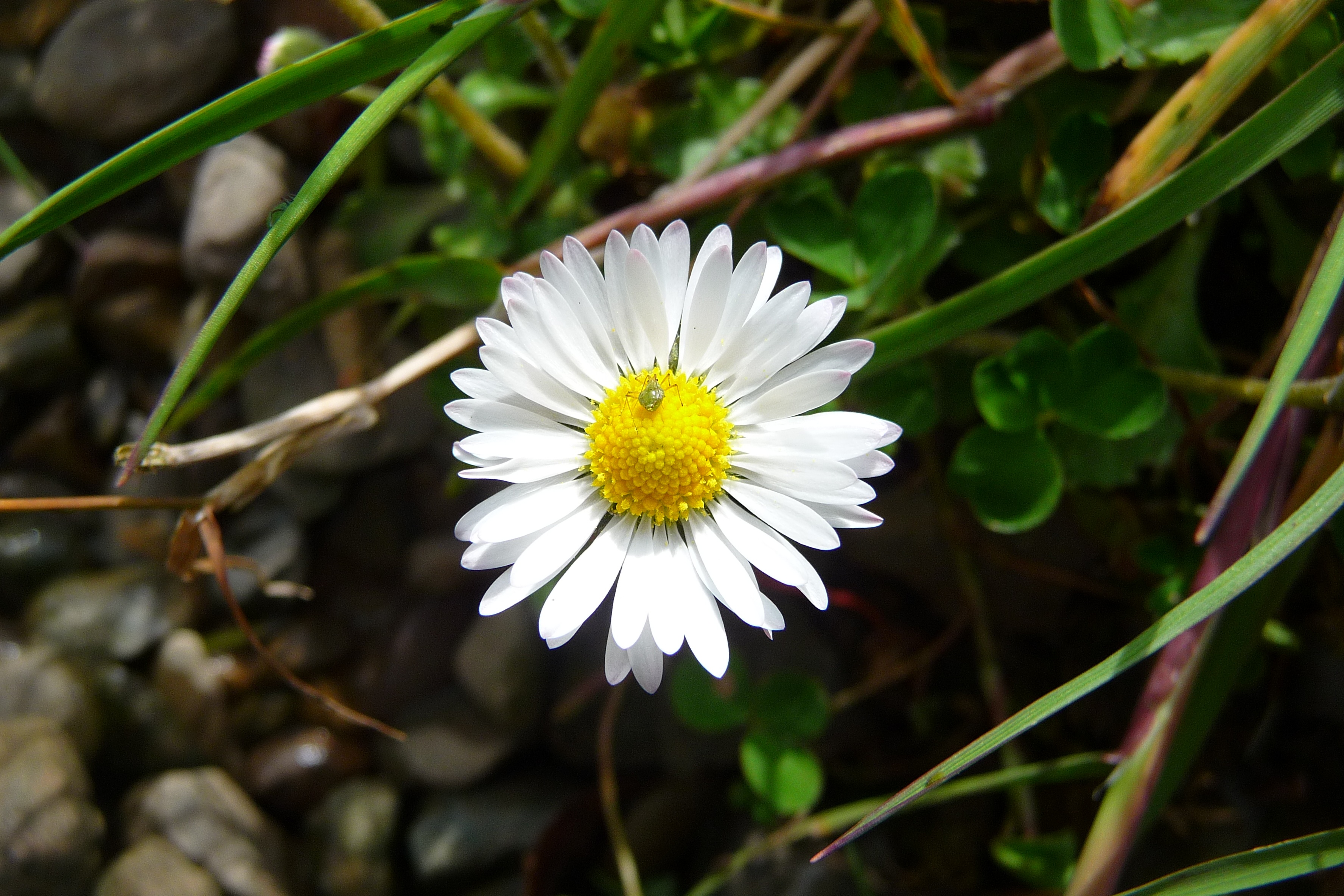 Daisy Bug free image download
