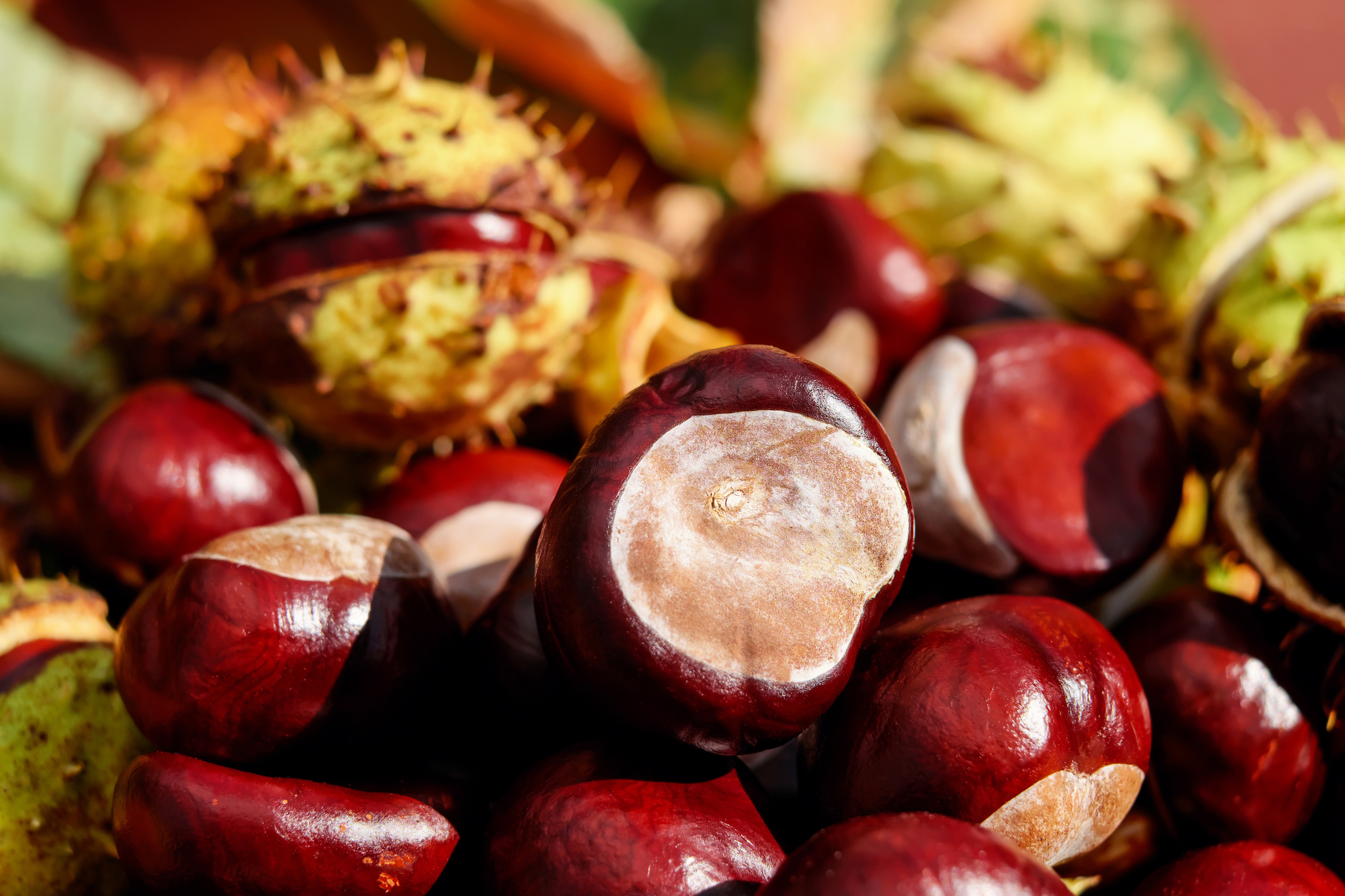 Chestnut Ordinary Rosskastanie free image download
