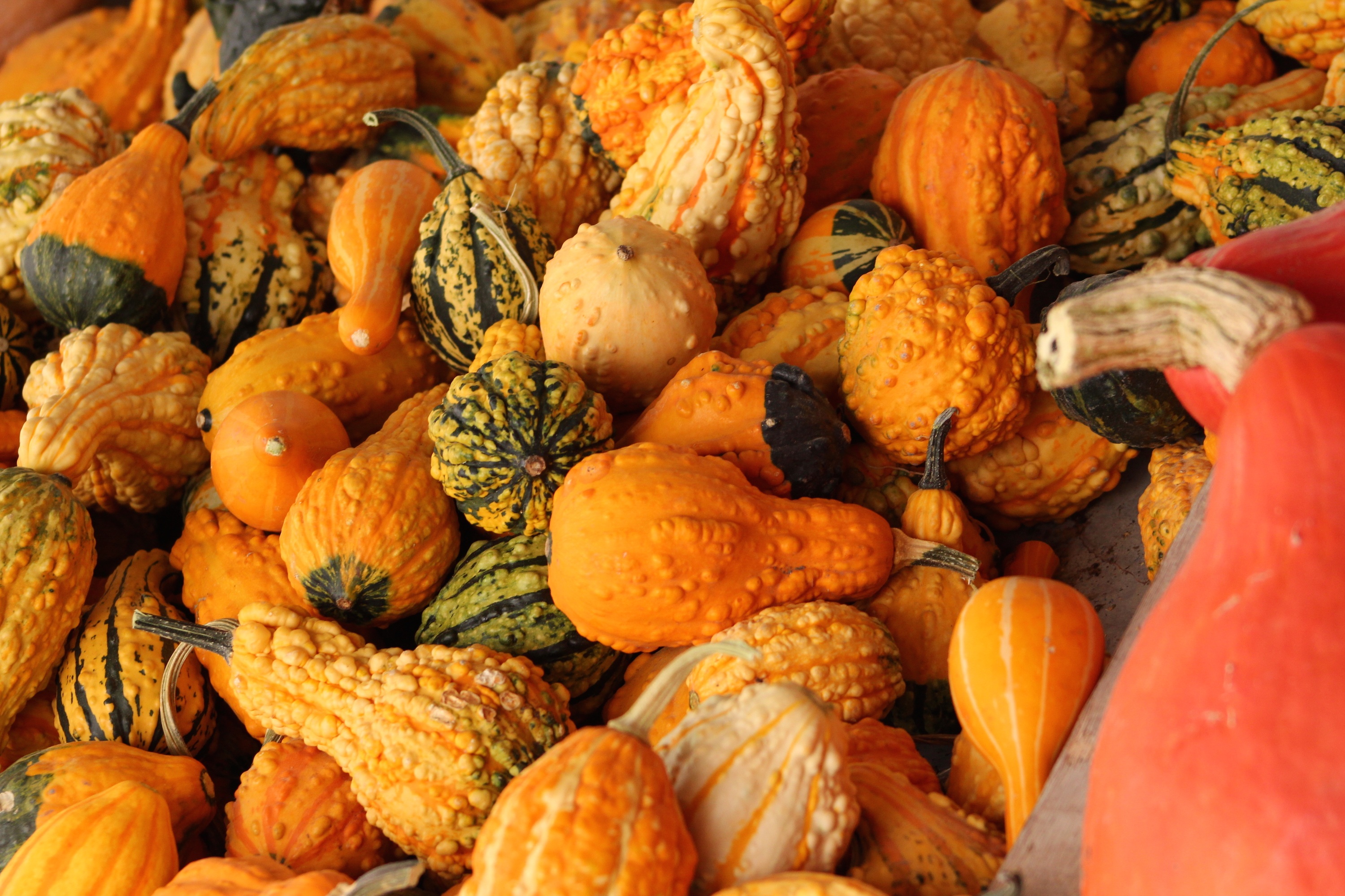 Gourds Fall free image download