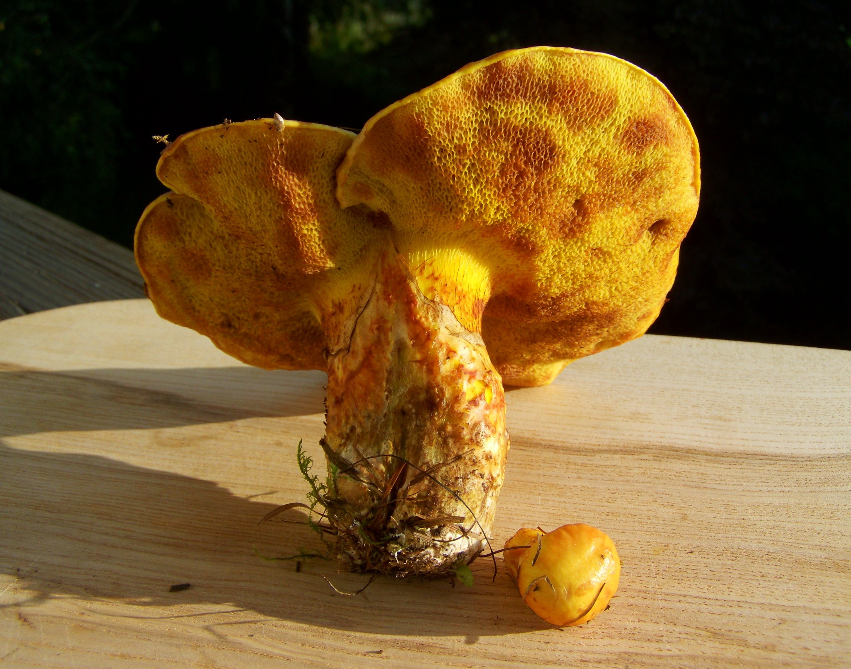 Egg Mushroom Yellow Edible free image download