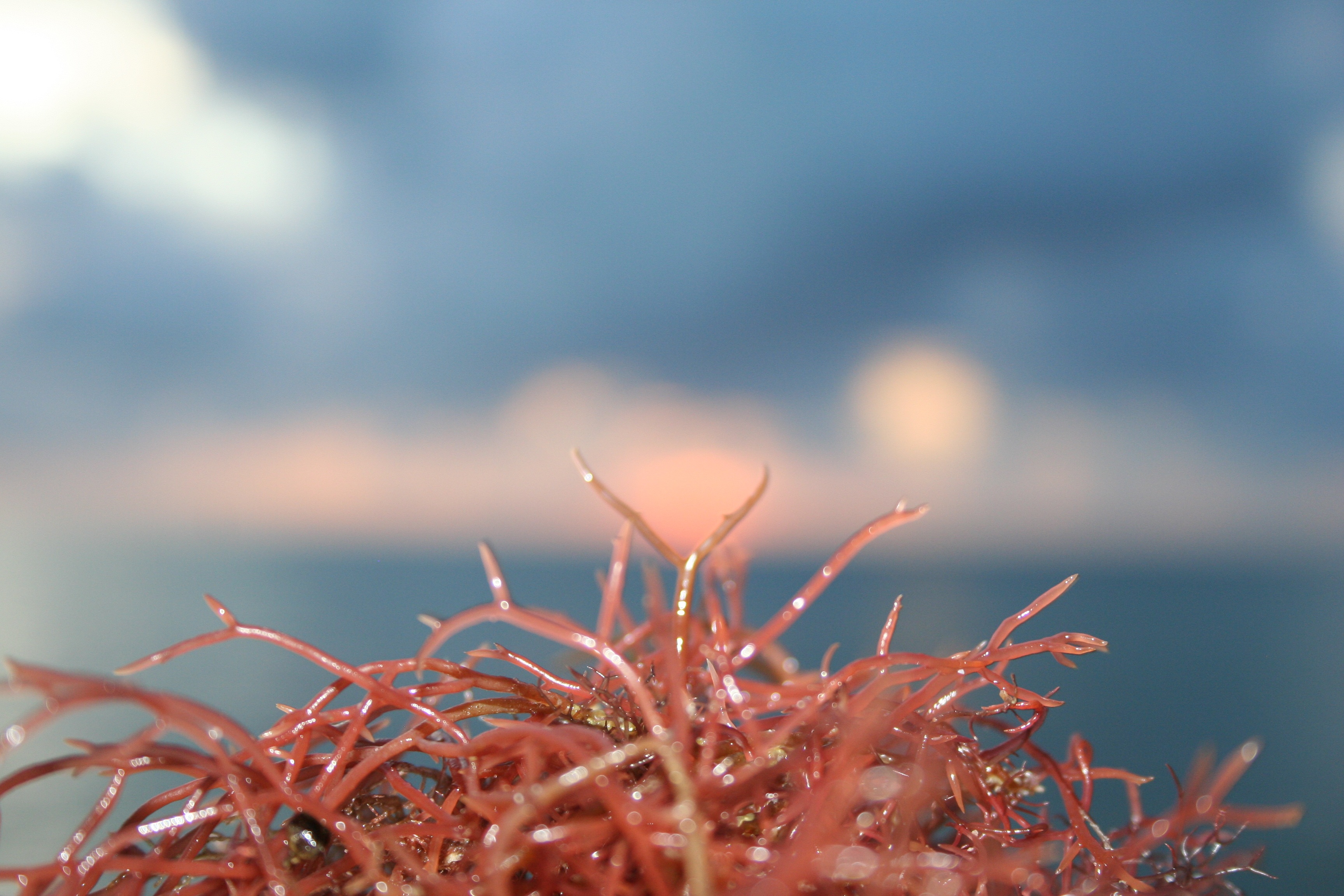 Algae Water Sea free image download