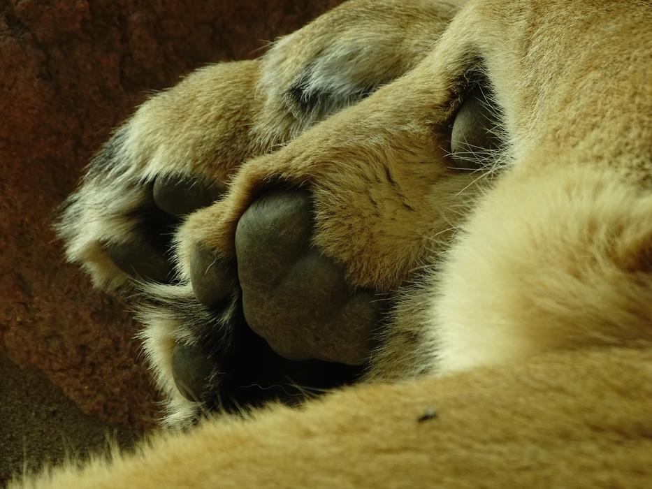 Lion paw macro free image download