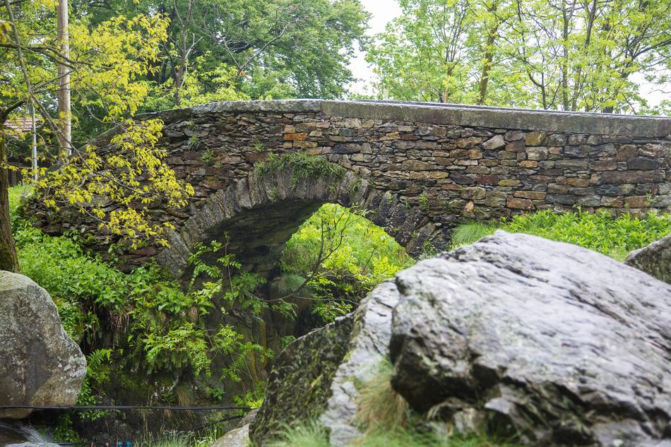 Bridge Park Trees Lago free image download