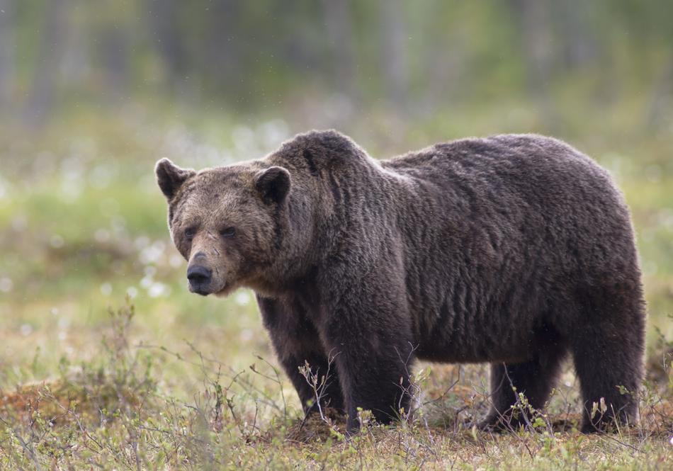 Bear Brown The Beast free image download