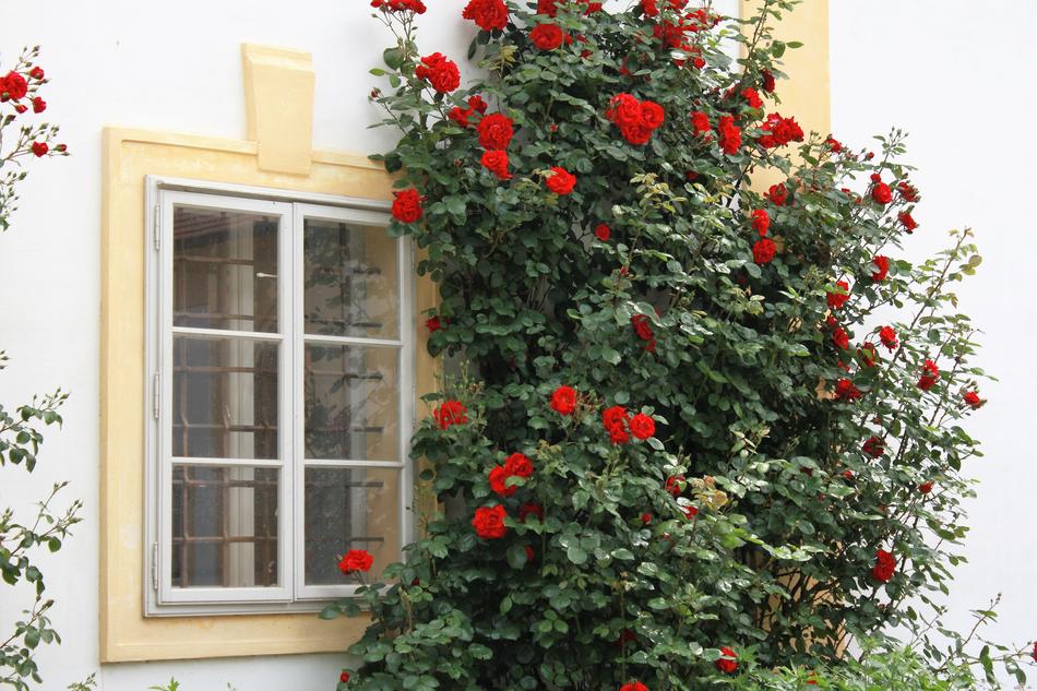 Window View Climbing free image download