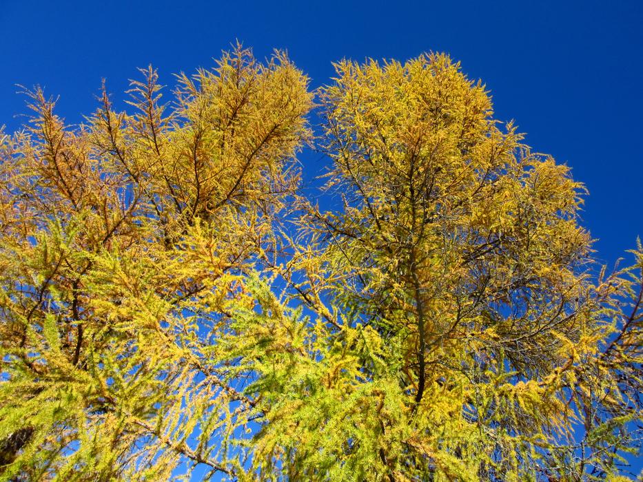 Larch Trees Fall Color free image download