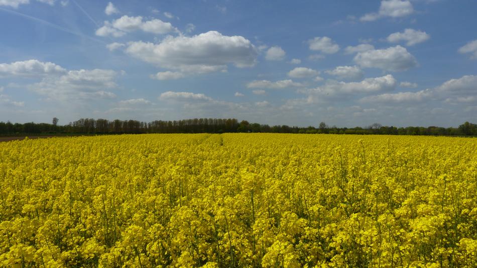 Field Of Rapeseeds Spring Rape free image download