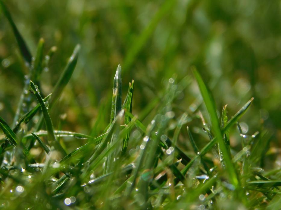 Grass Dew Dewdrop Drop Of free image download