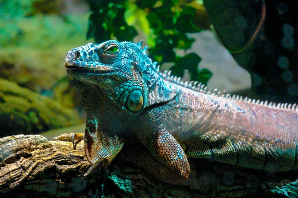 Iguana Dragons Reptile free image download