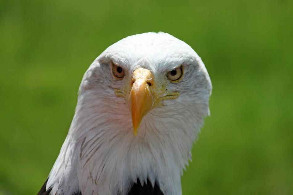 Adler White Tailed Eagle free image download
