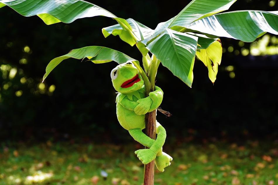 Exasperate Kermit Frog free image download