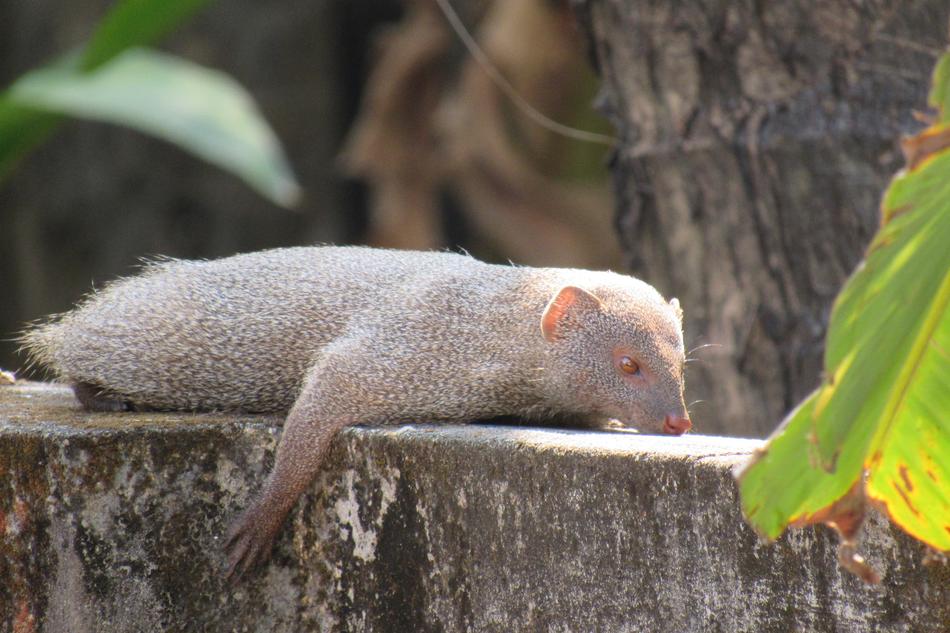 Mongoose Indian Rare free image download
