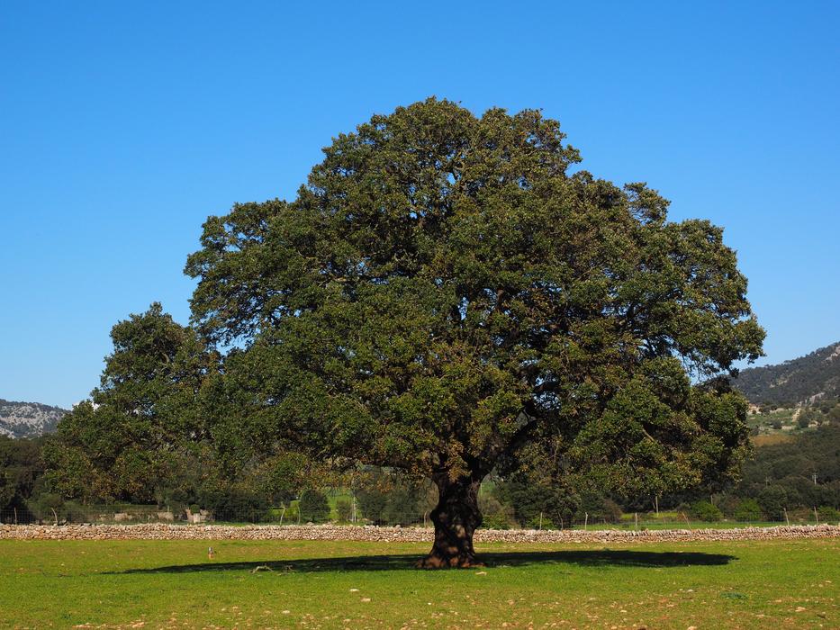 Tree Camphor Cinnamomum free image download