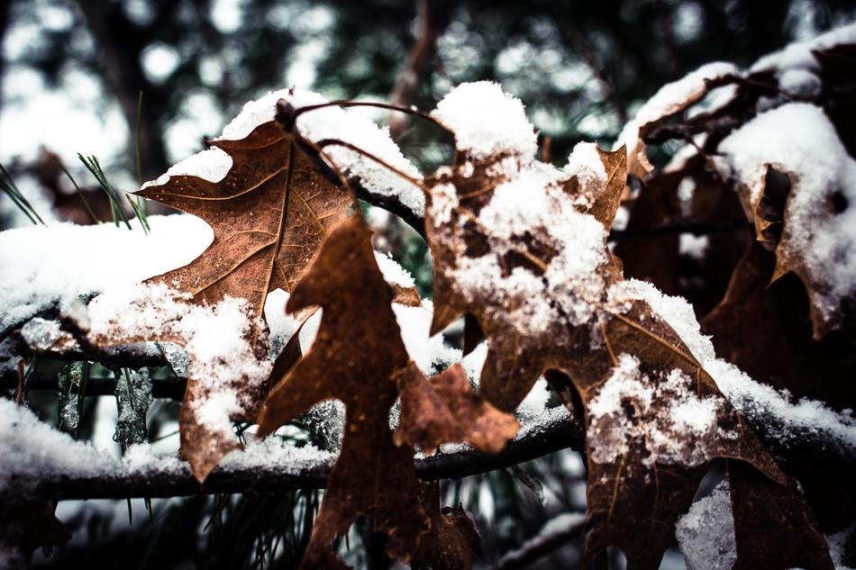 Snow Leaves Winter free image download