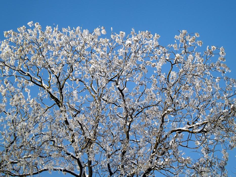 Tree Snow Frozen free image download