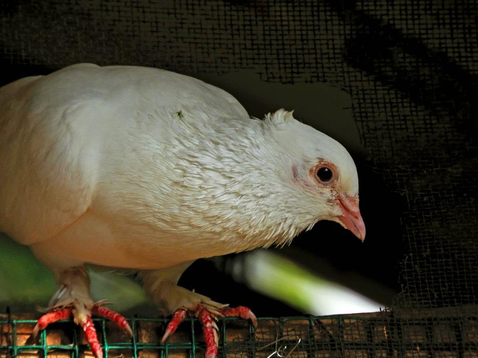 Pigeon Bird Wings free image download