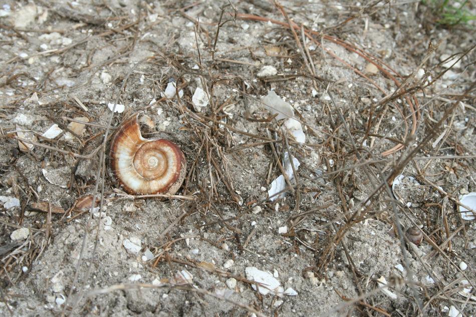 Twisted snail shell on the ground free image download