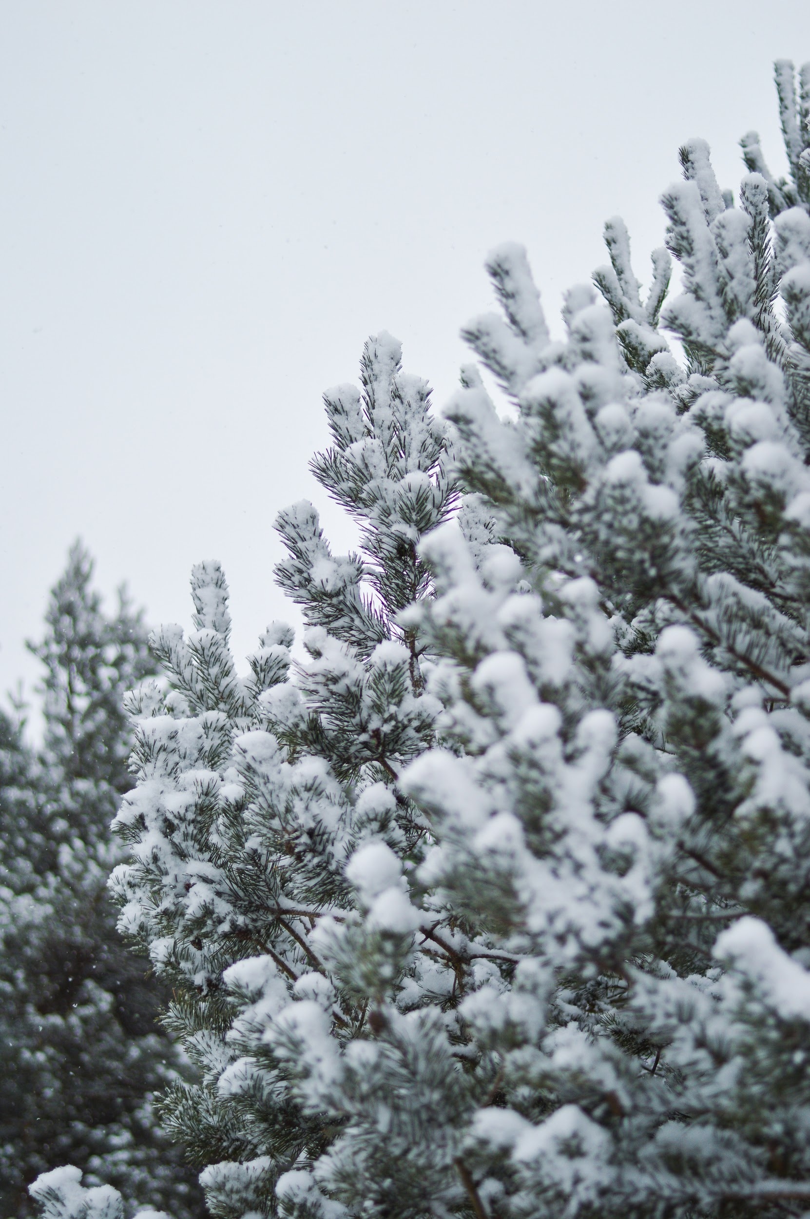 Snow Pine Tree Winter free image download