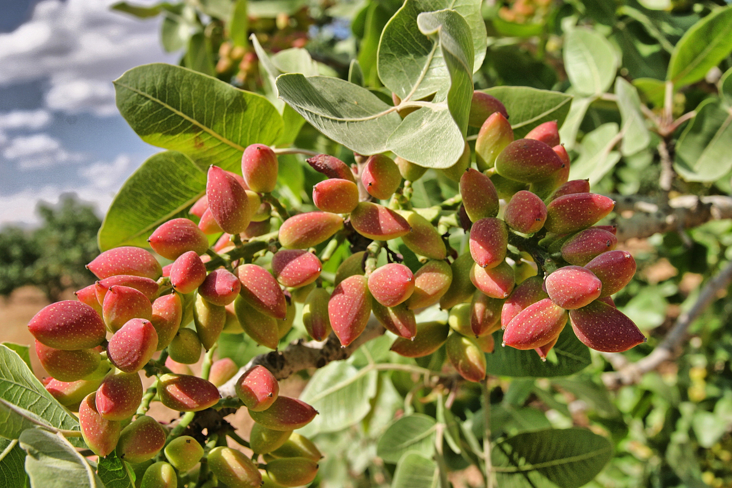 Antep Peanut free image download