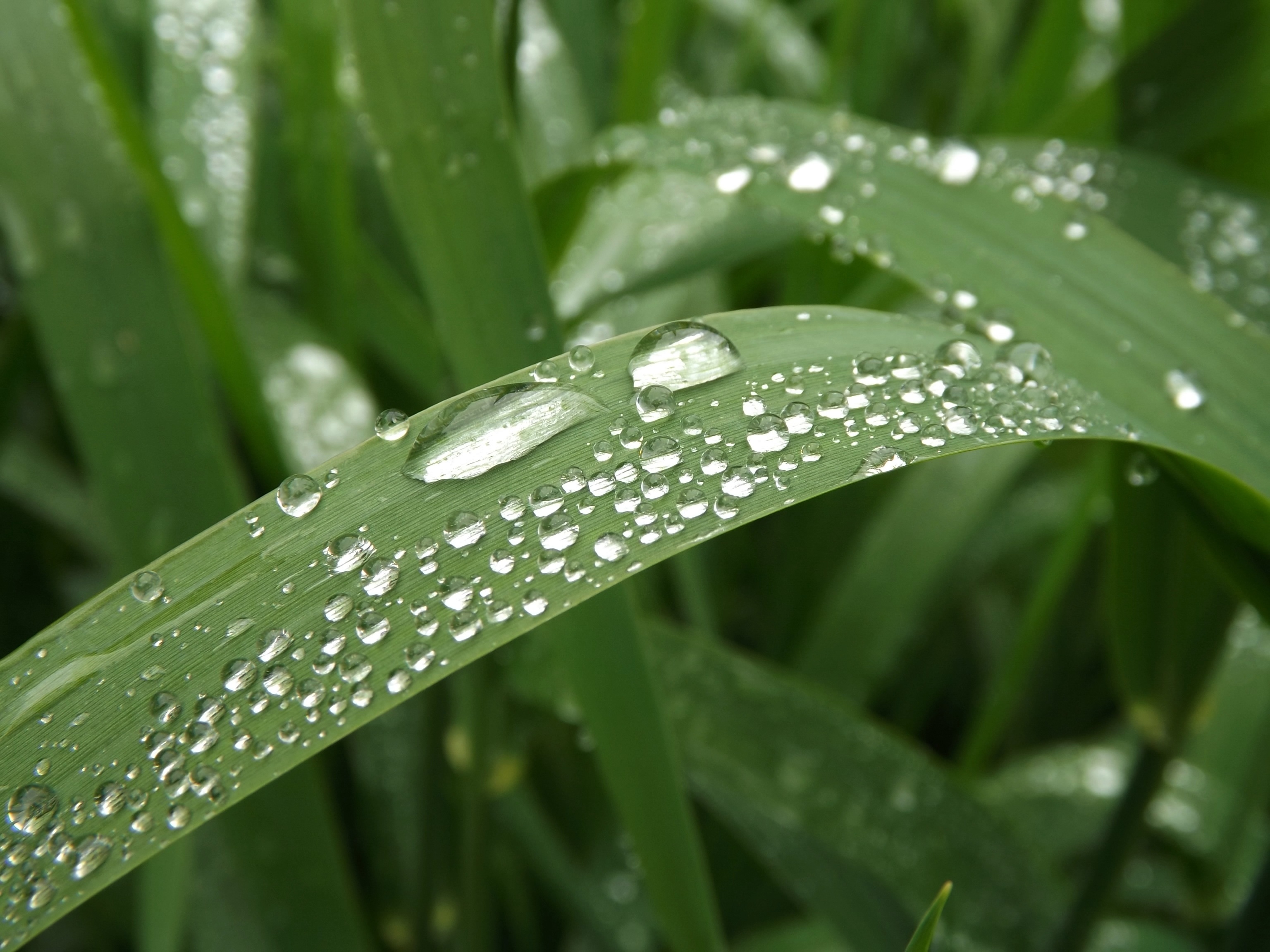 Raindrop Grass Drip Drop Of free image download