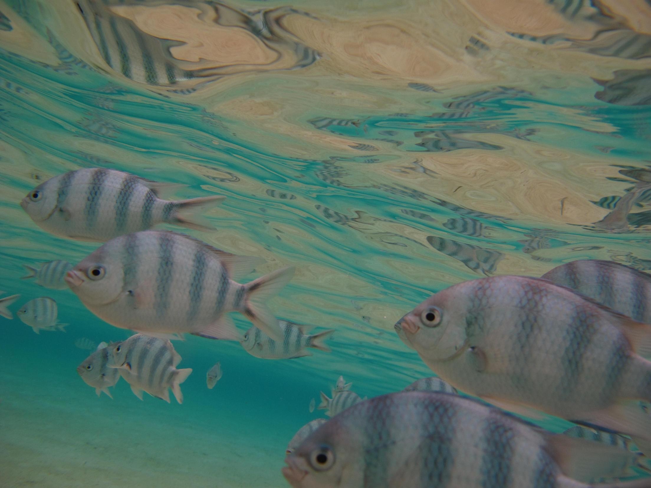 Tropical Fish Lagoon Underwater free image download