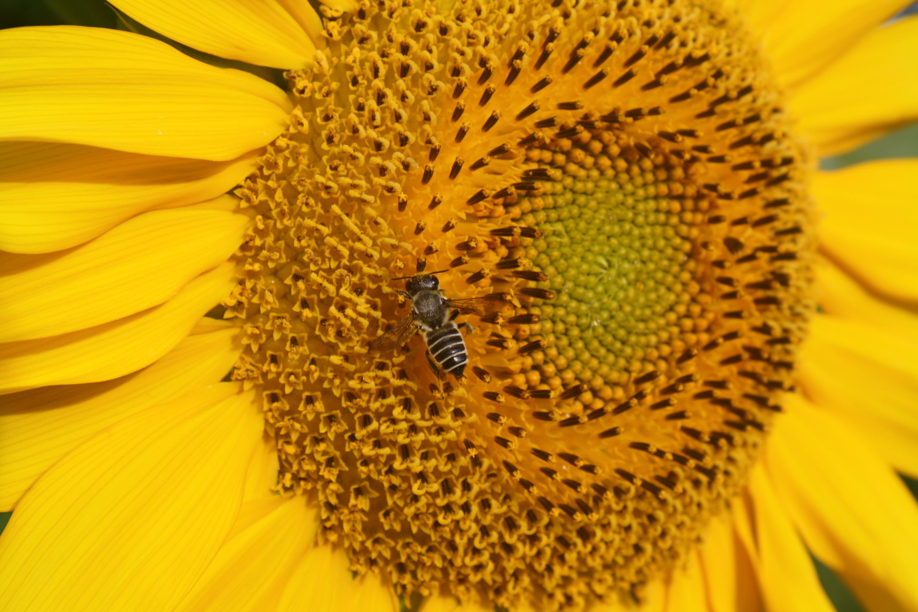 Sunflower Bee Golden free image download