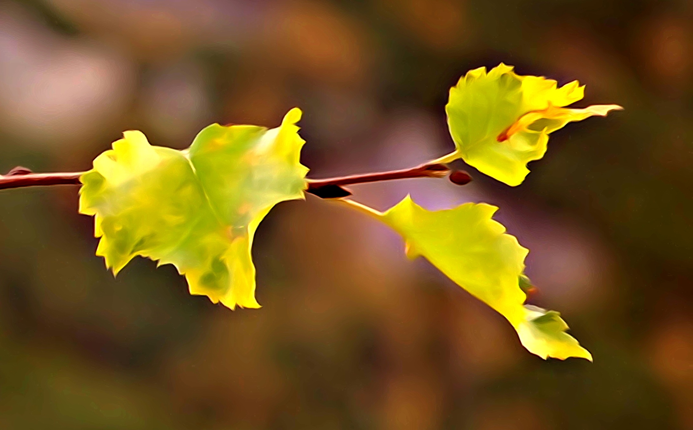 Foliage autumn autumn gold free image download