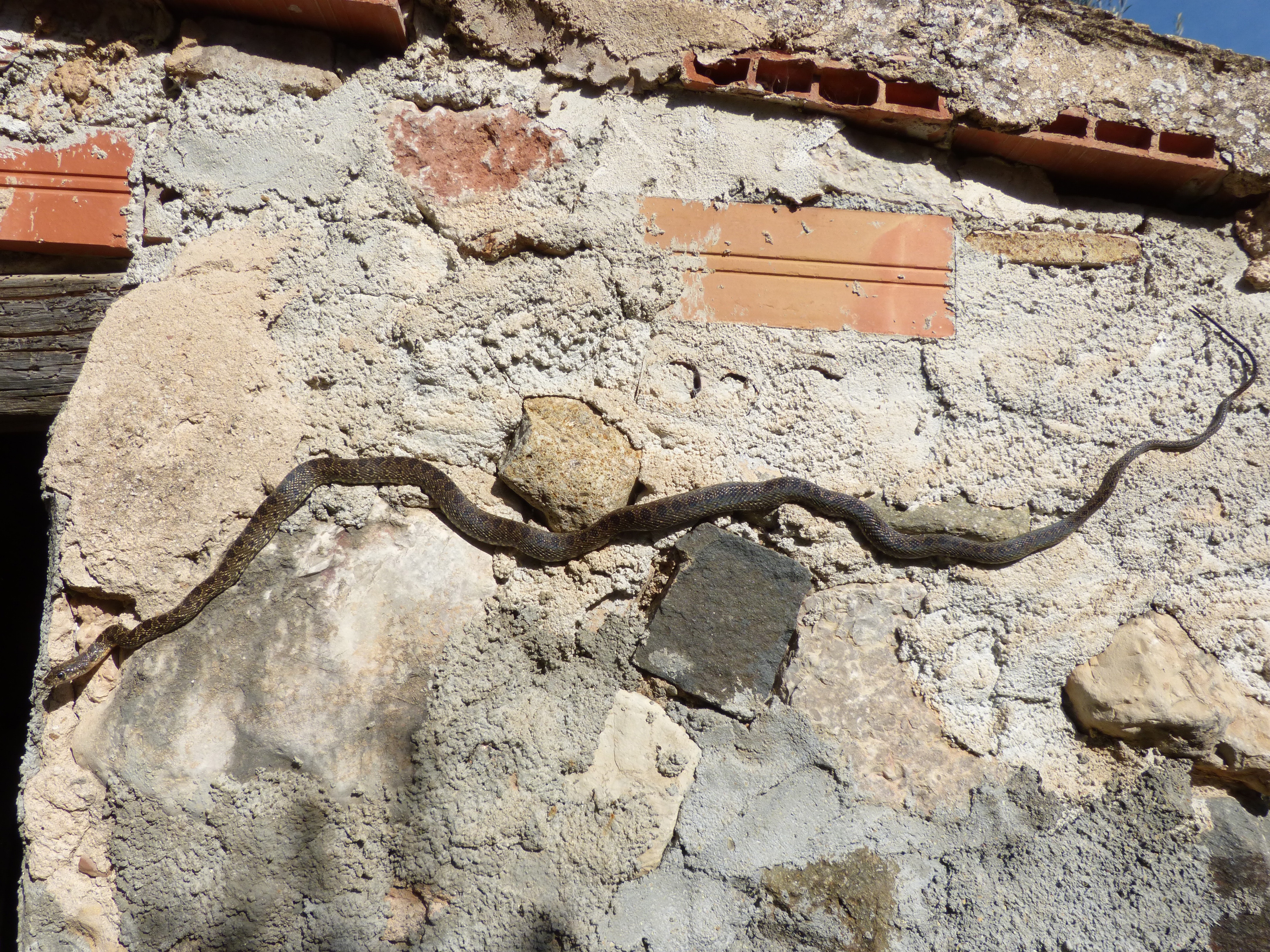 Snake Wall free image download