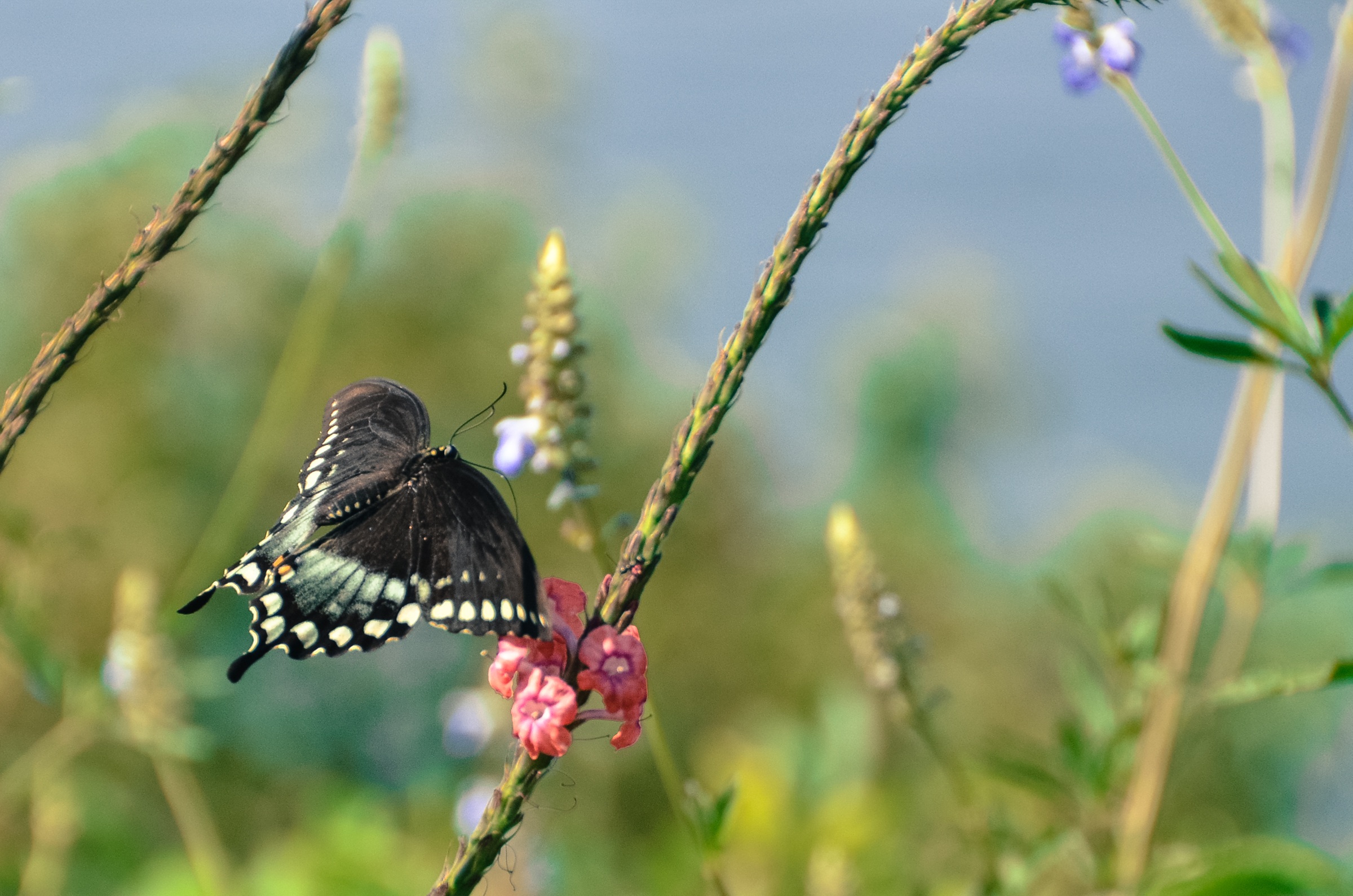 Butterfly Summer Outdoors free image download