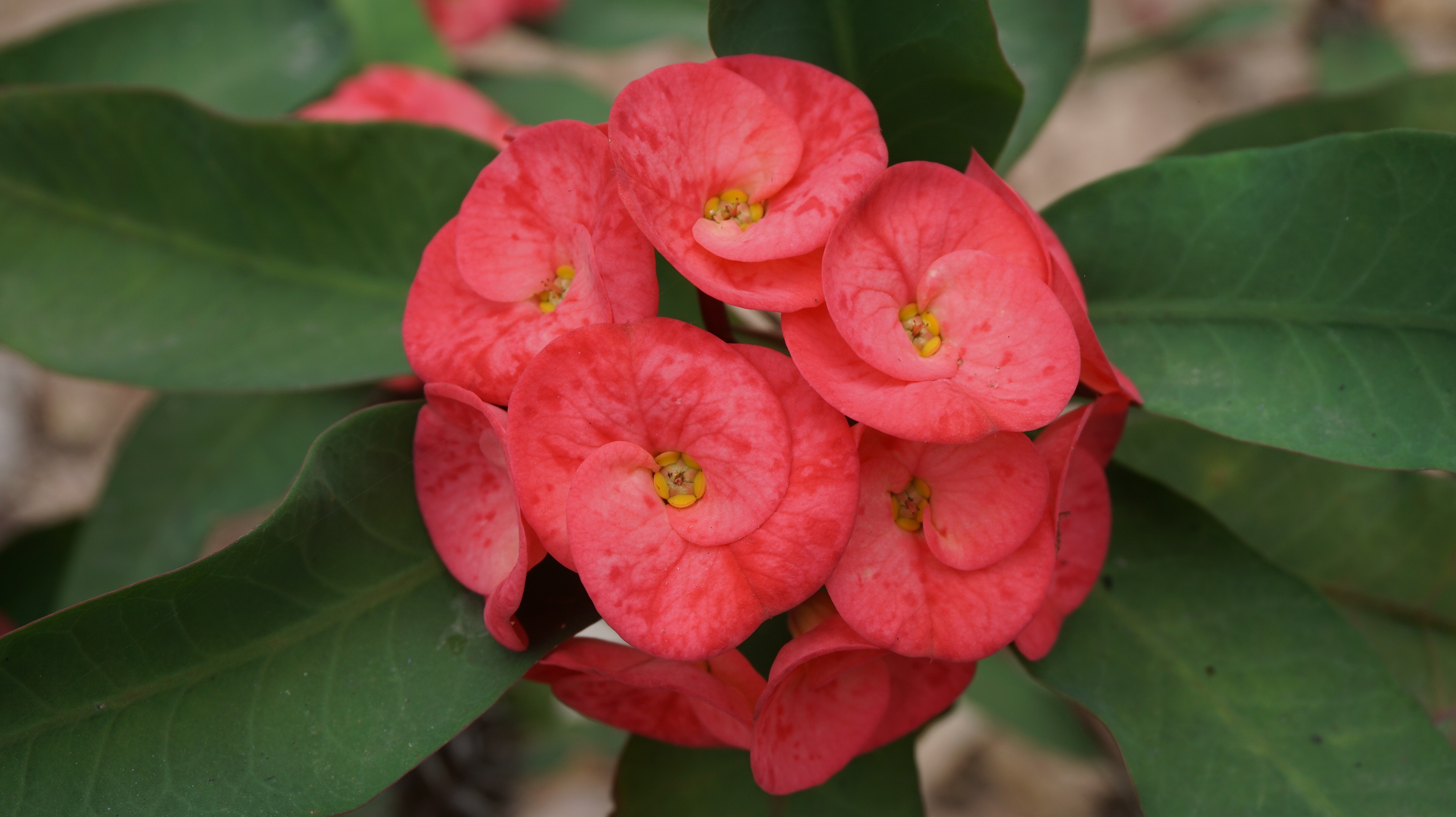 Red flowers on a stem in the garden free image download