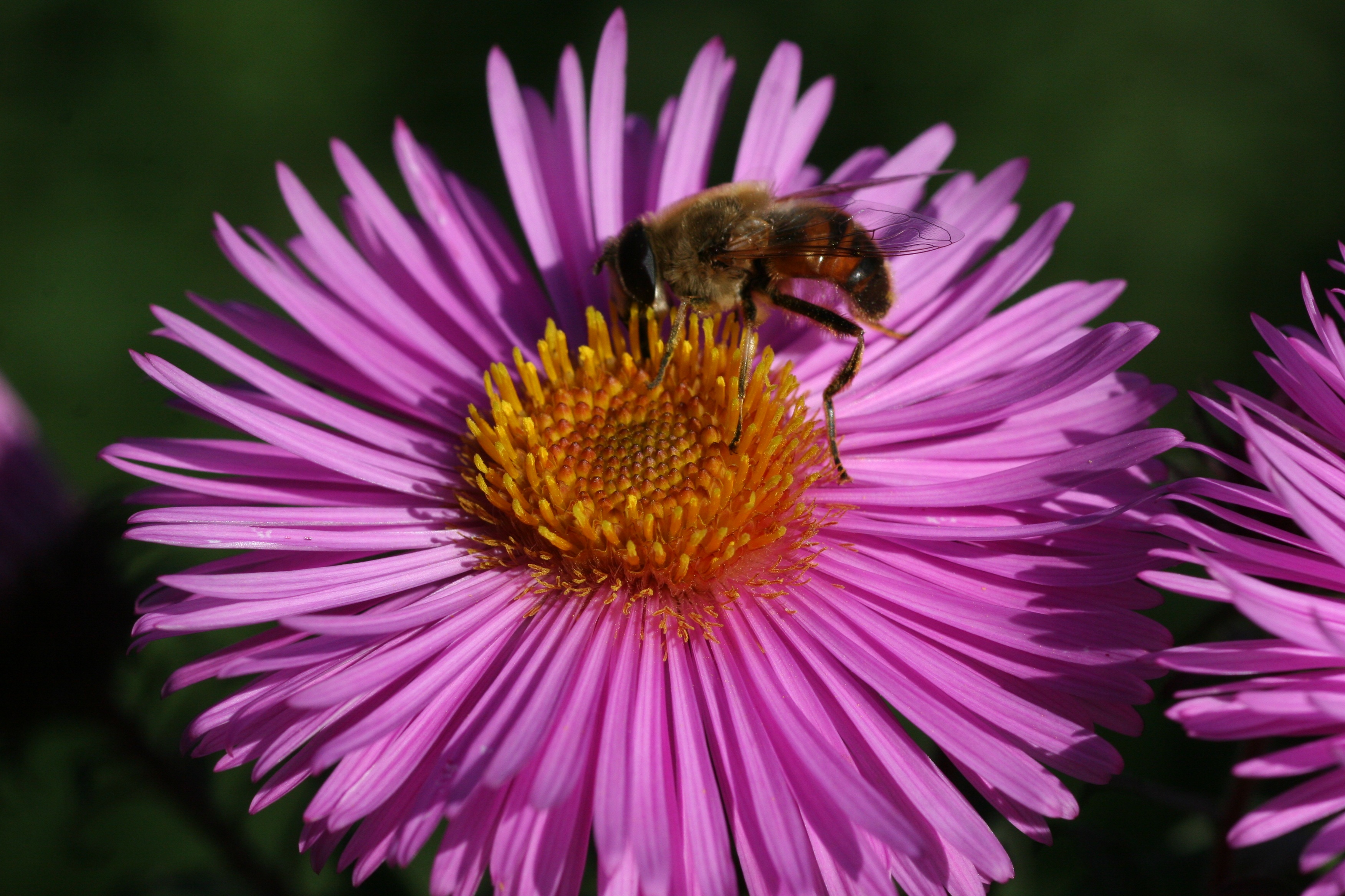 Marcinek Bee free image download