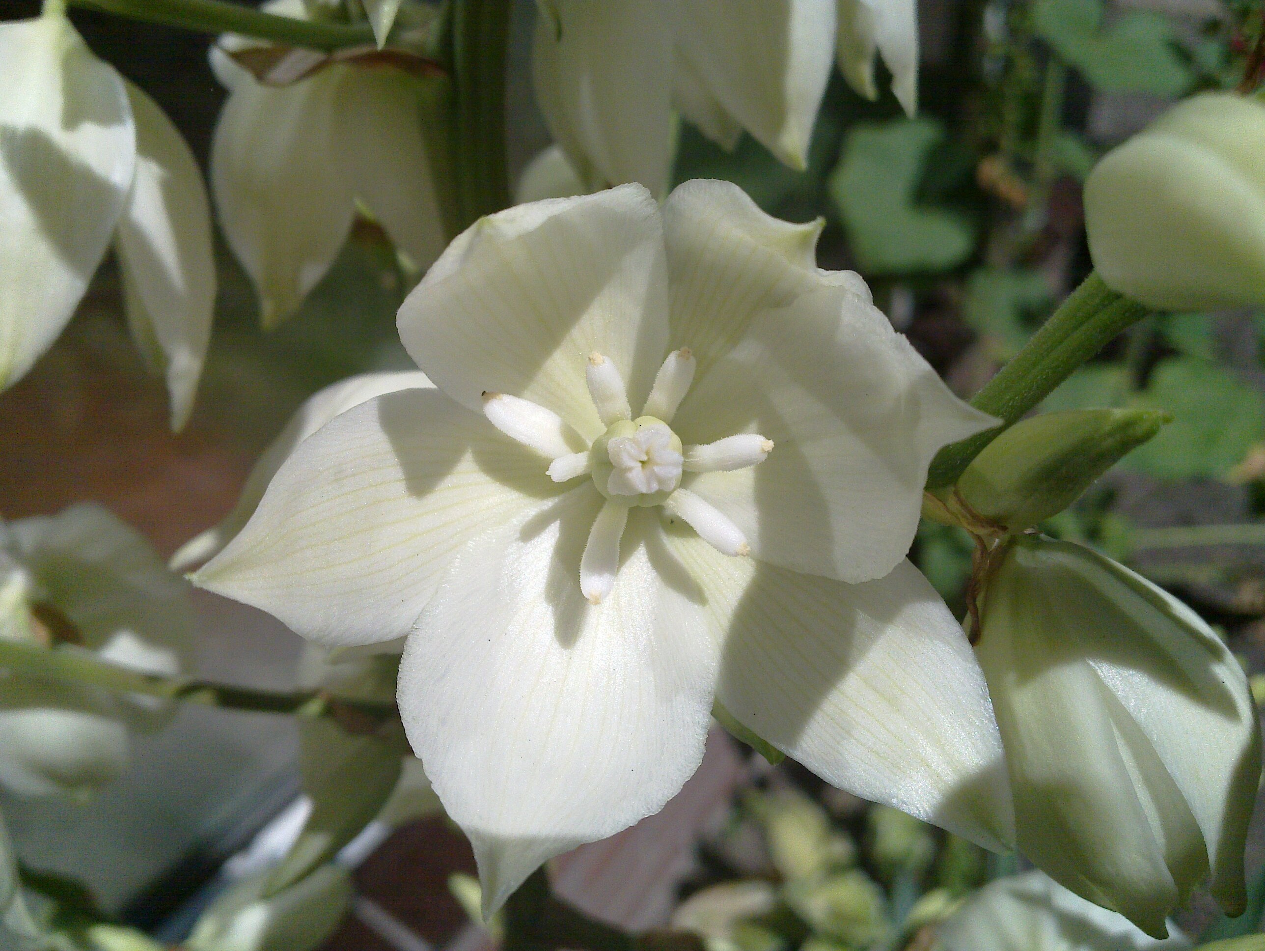 White Flowers Agave free image download