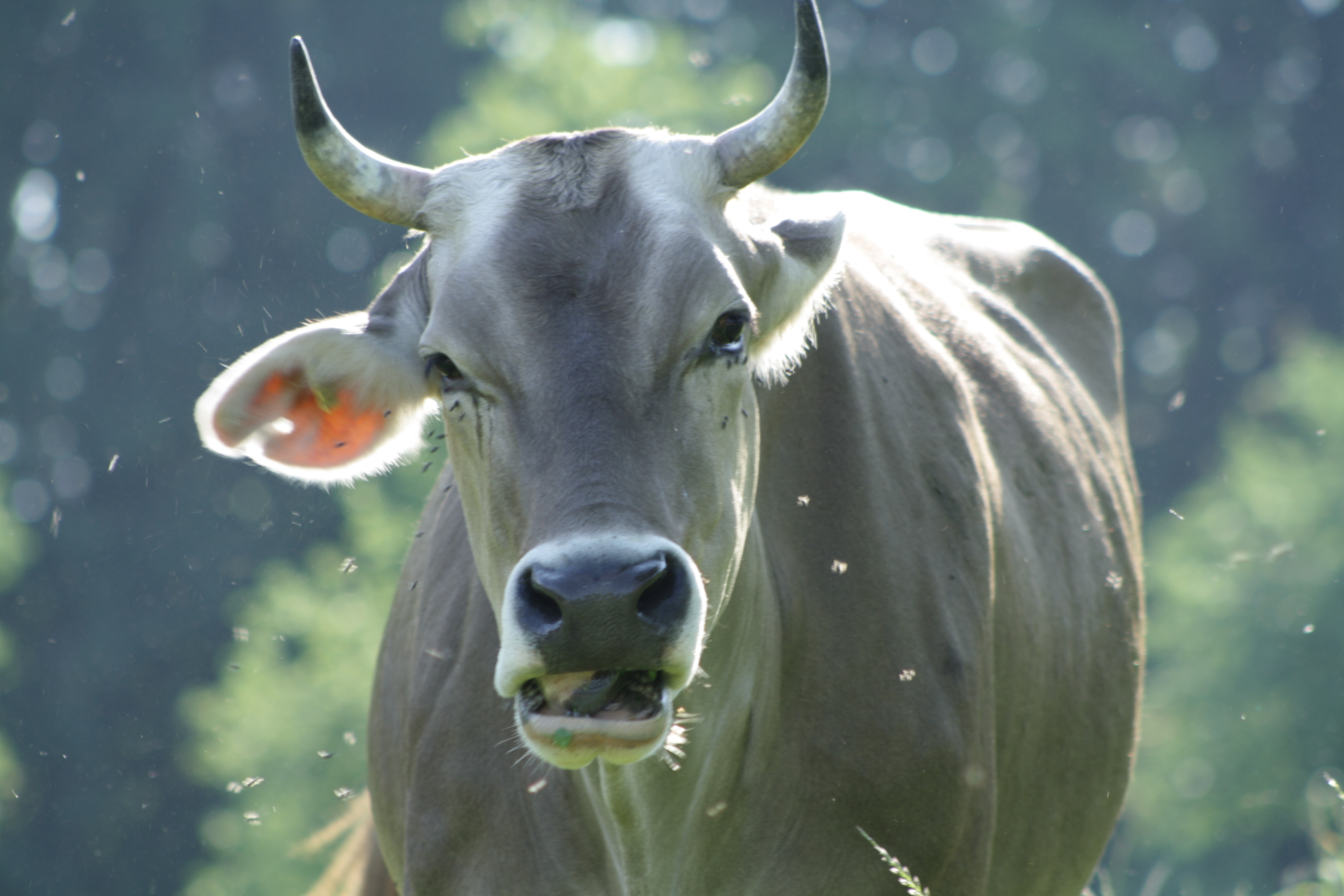 Cow Summer free image download