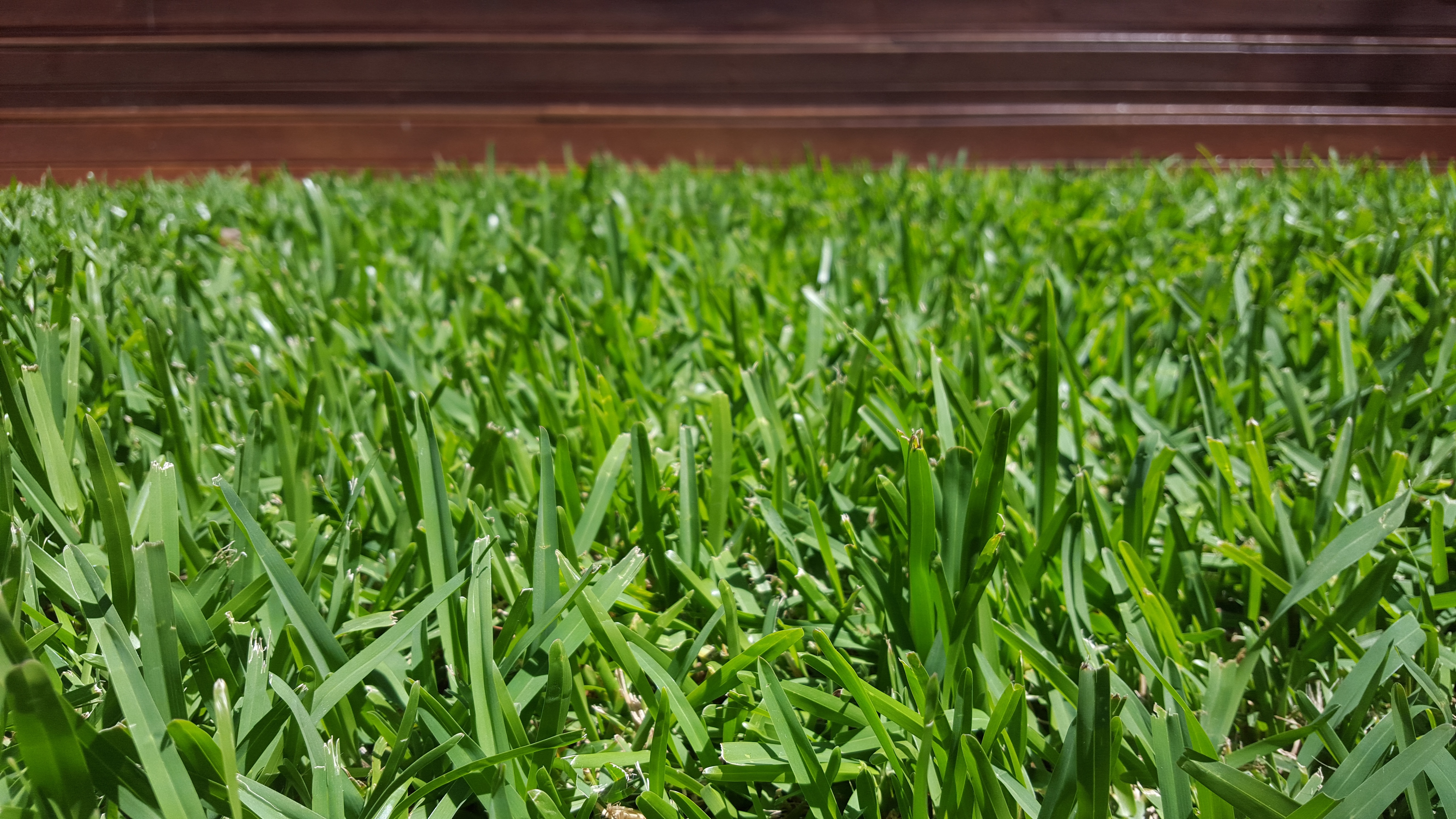 Deck Grass free image download
