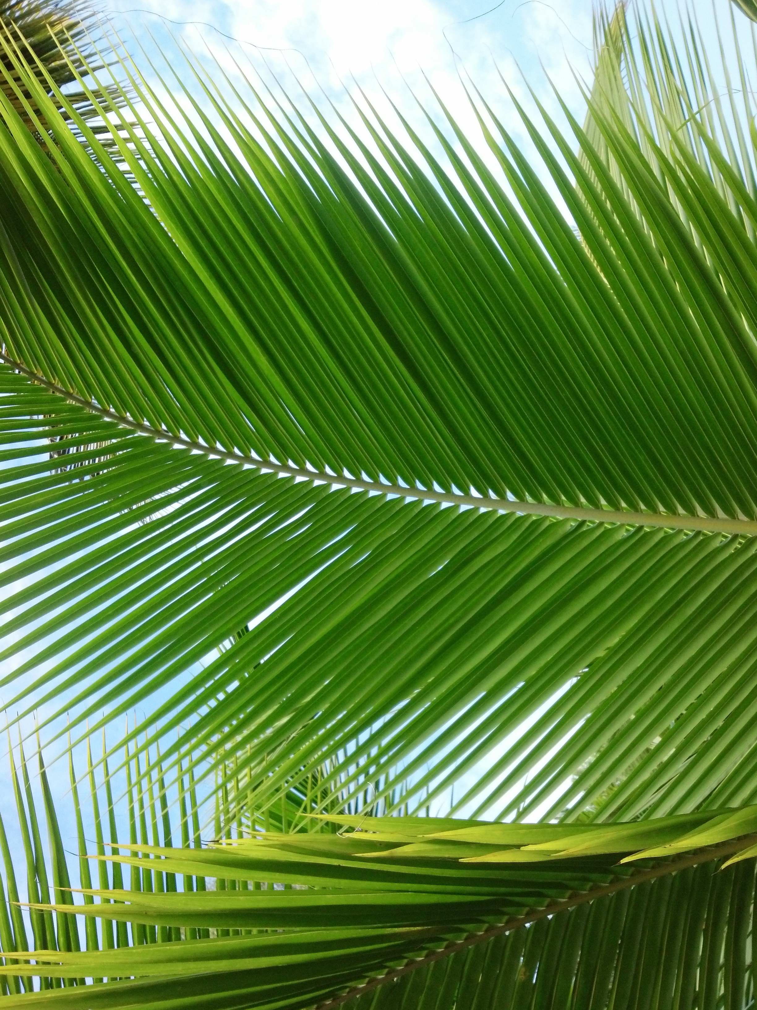Palm Leaf free image download