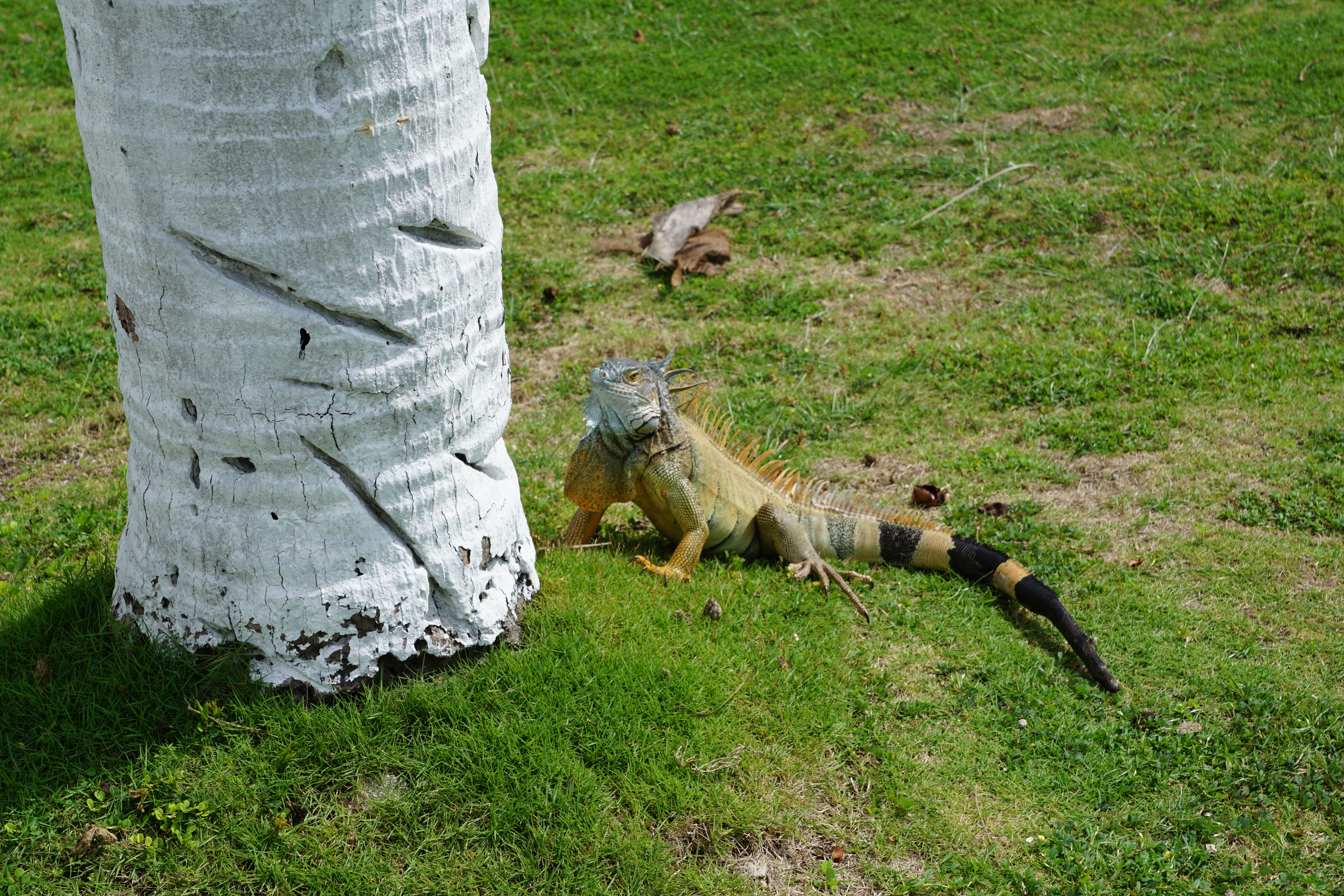 Large iguana in the field free image download
