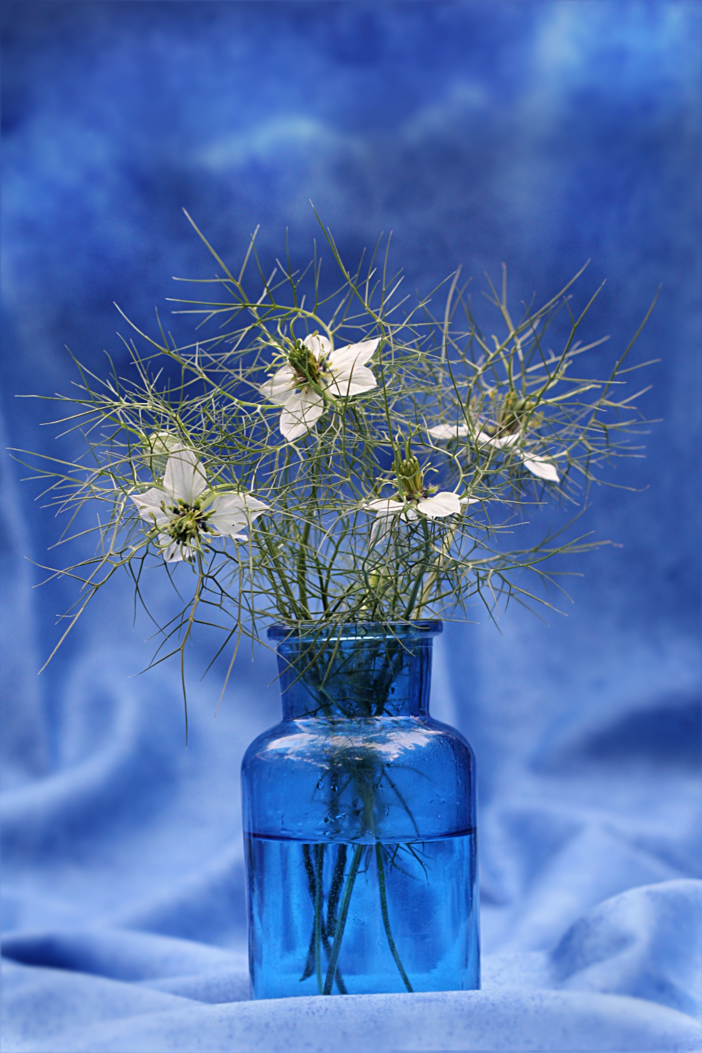 Still Life Vase Blue Flowers White free image download