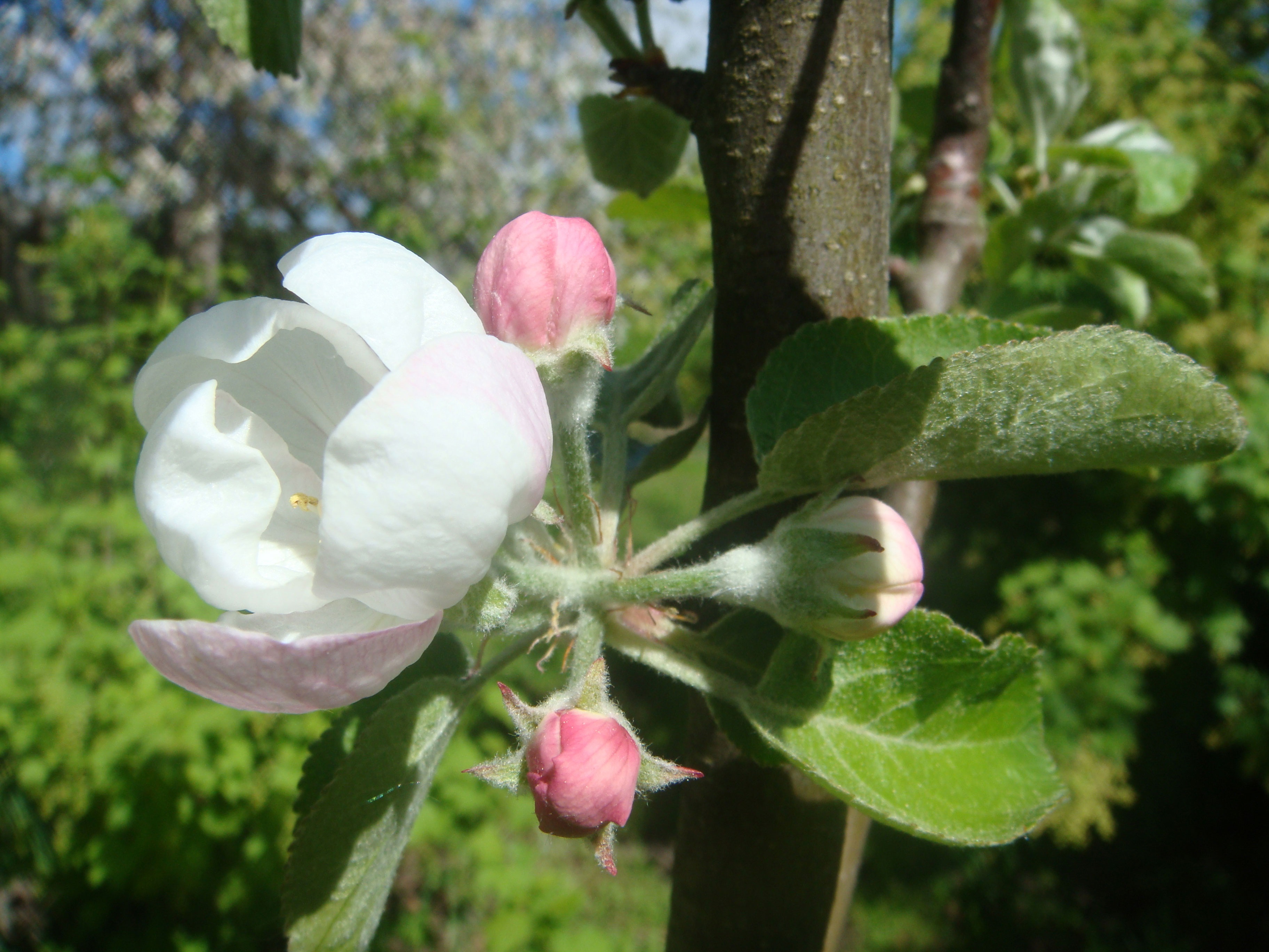 Apple Bloom Blossoms free image download