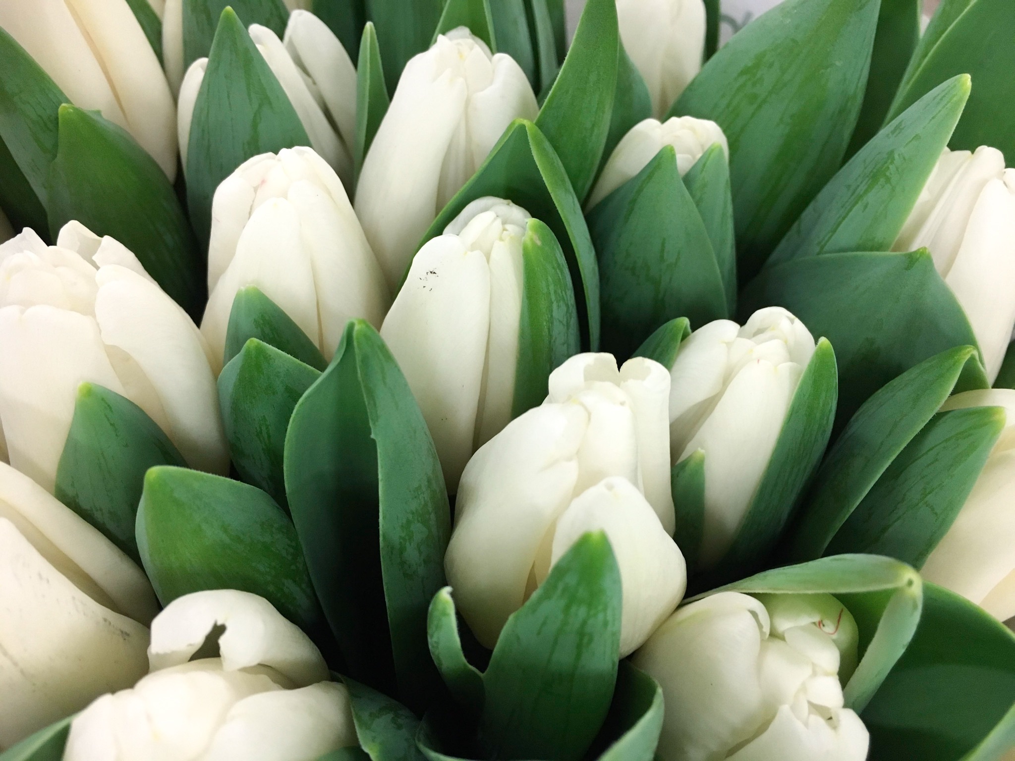 Tulip White Tulips free image download