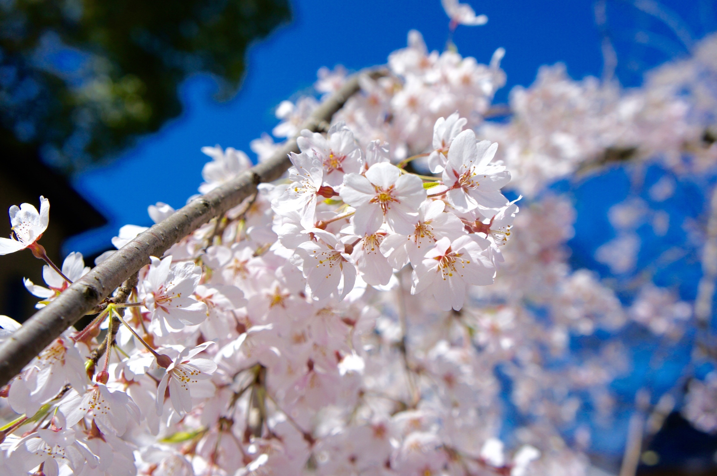 Cherry Blossoms Spring Blue free image download