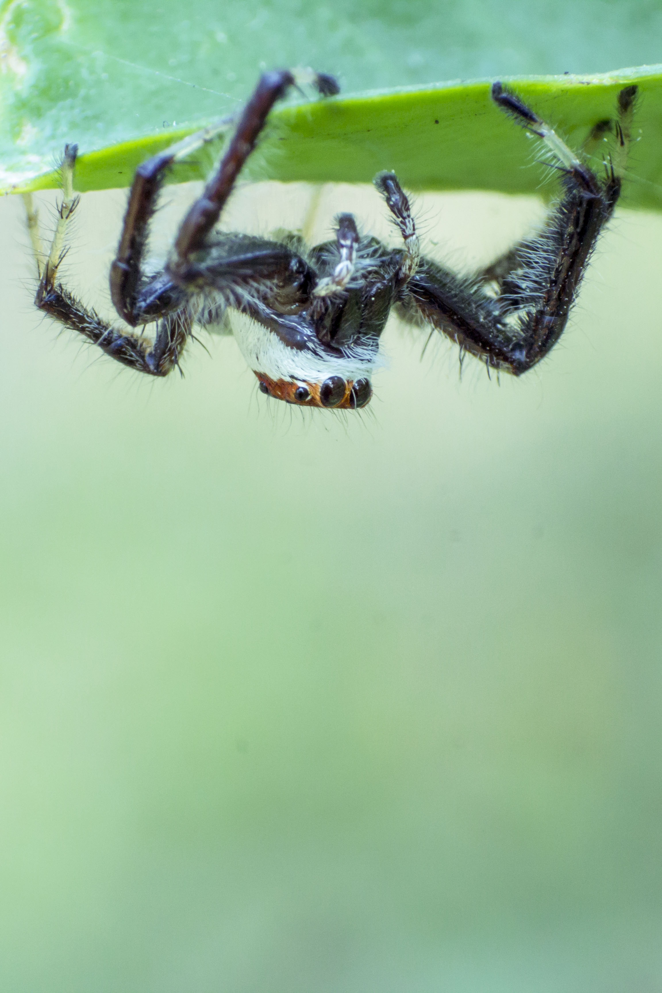 Macro Spider Bug free image download