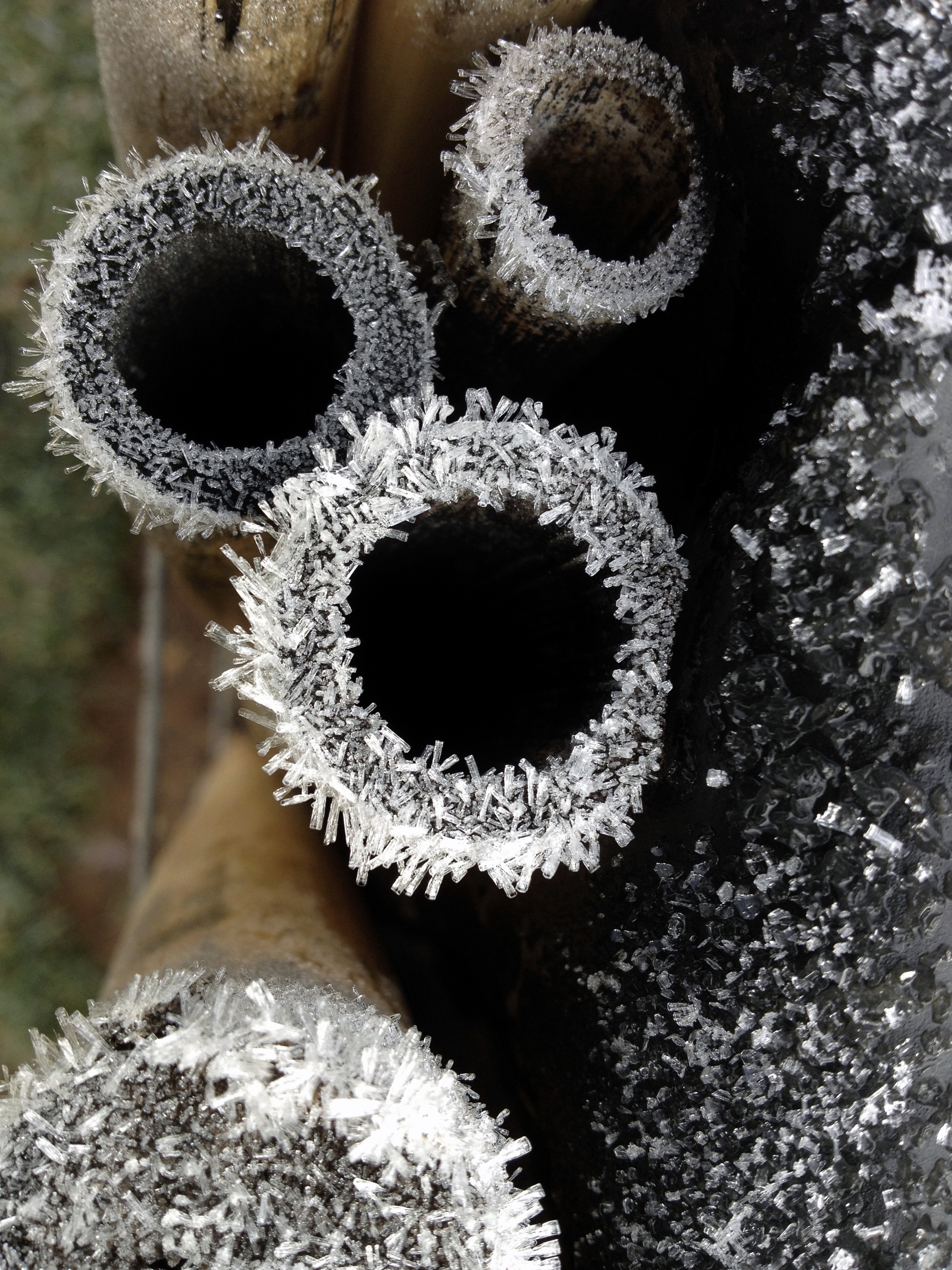 Bamboo Frozen Ice free image download