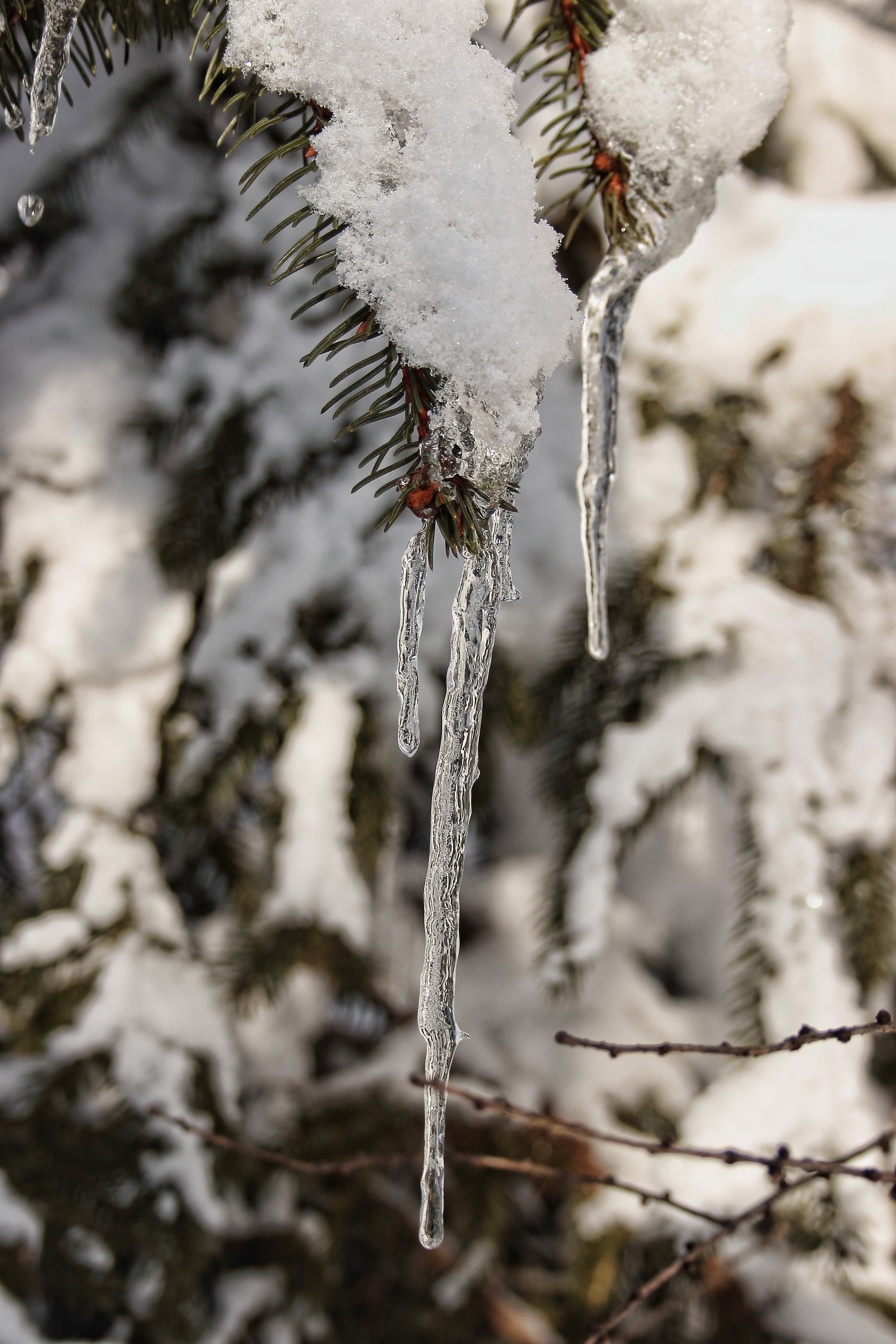 Winter Snow Icicle free image download