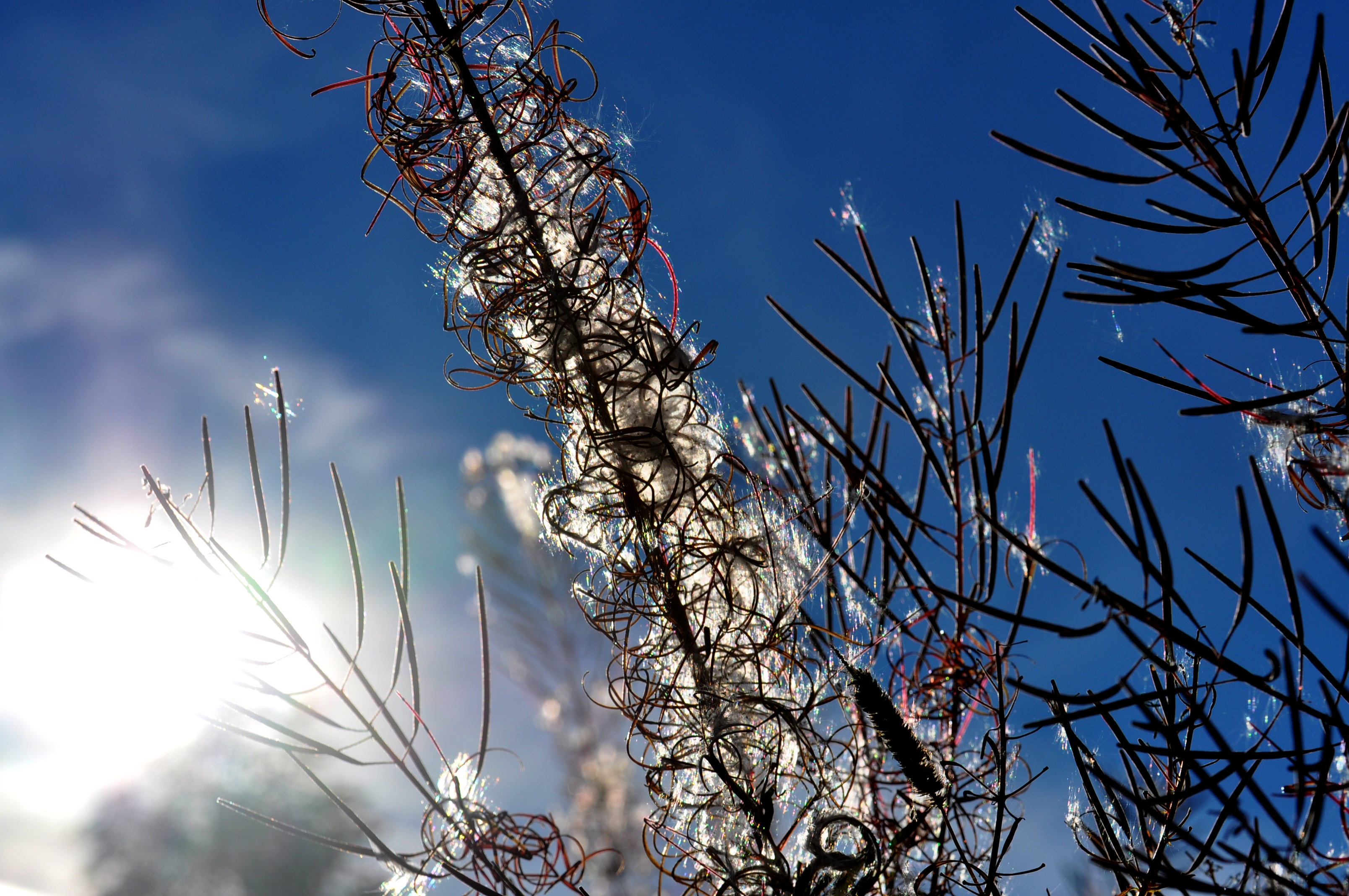 Sun Autumn Sky free image download